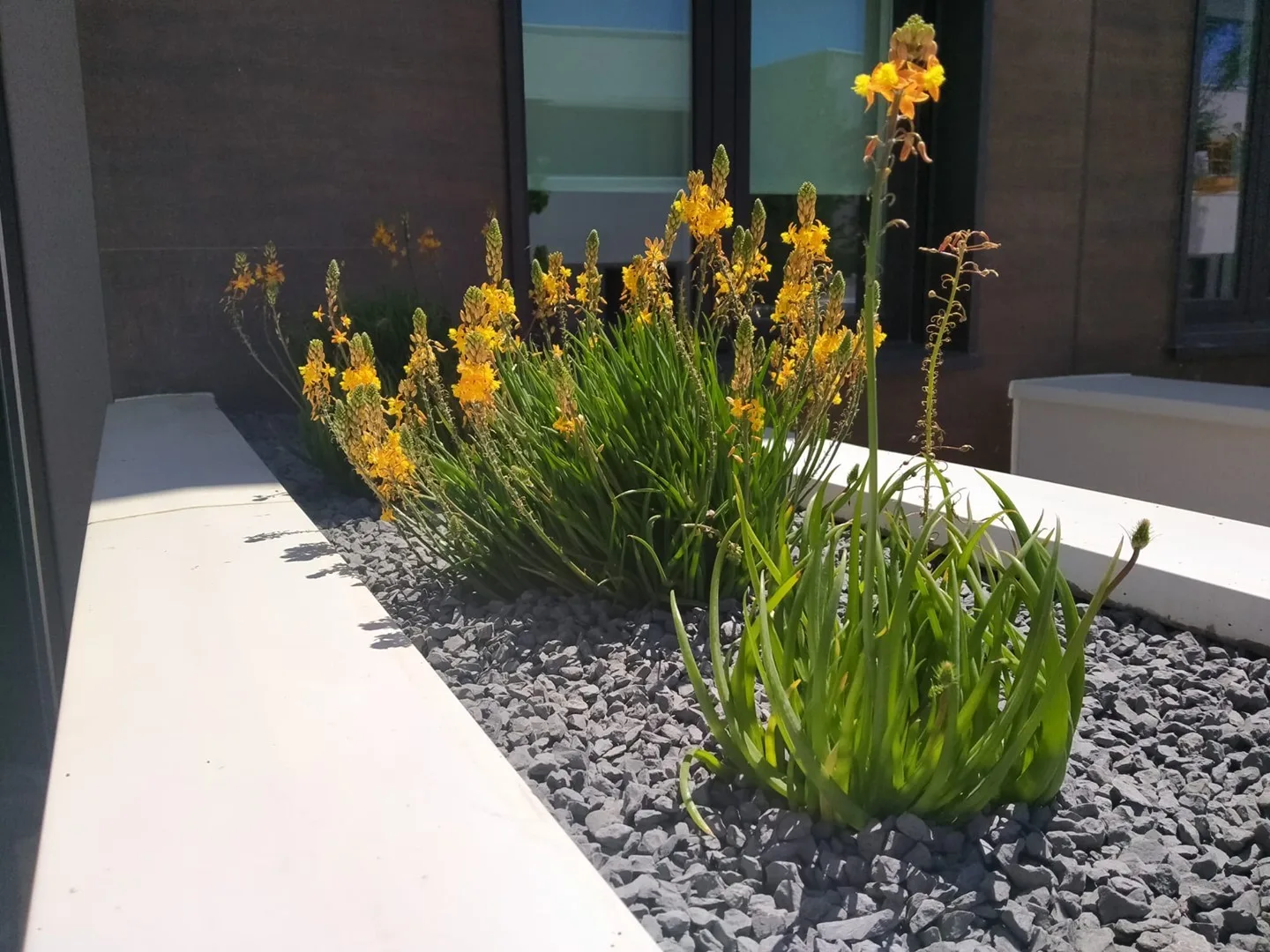 Plant FAQs: Bulbine Frutescens