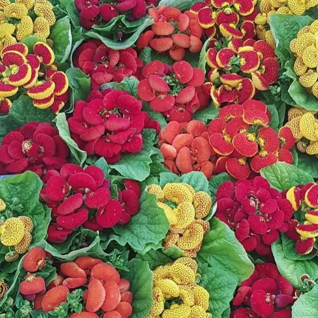 Plant FAQs: Calceolaria