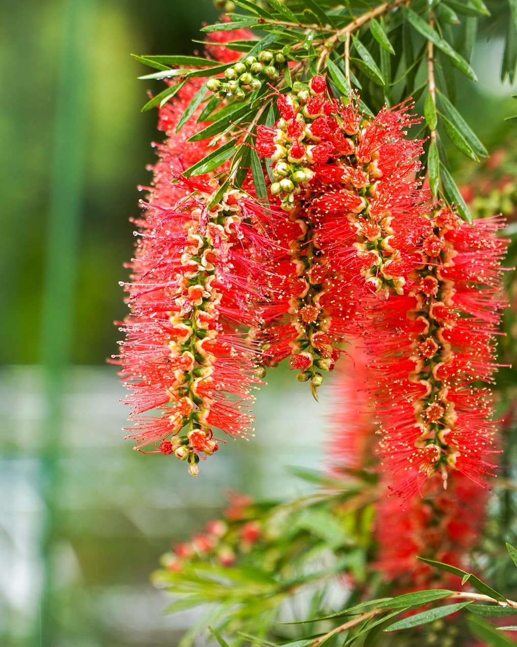 Plant FAQs: Callistemon Speciosus - Bottlebrush Tree - Melaleuca Glauca