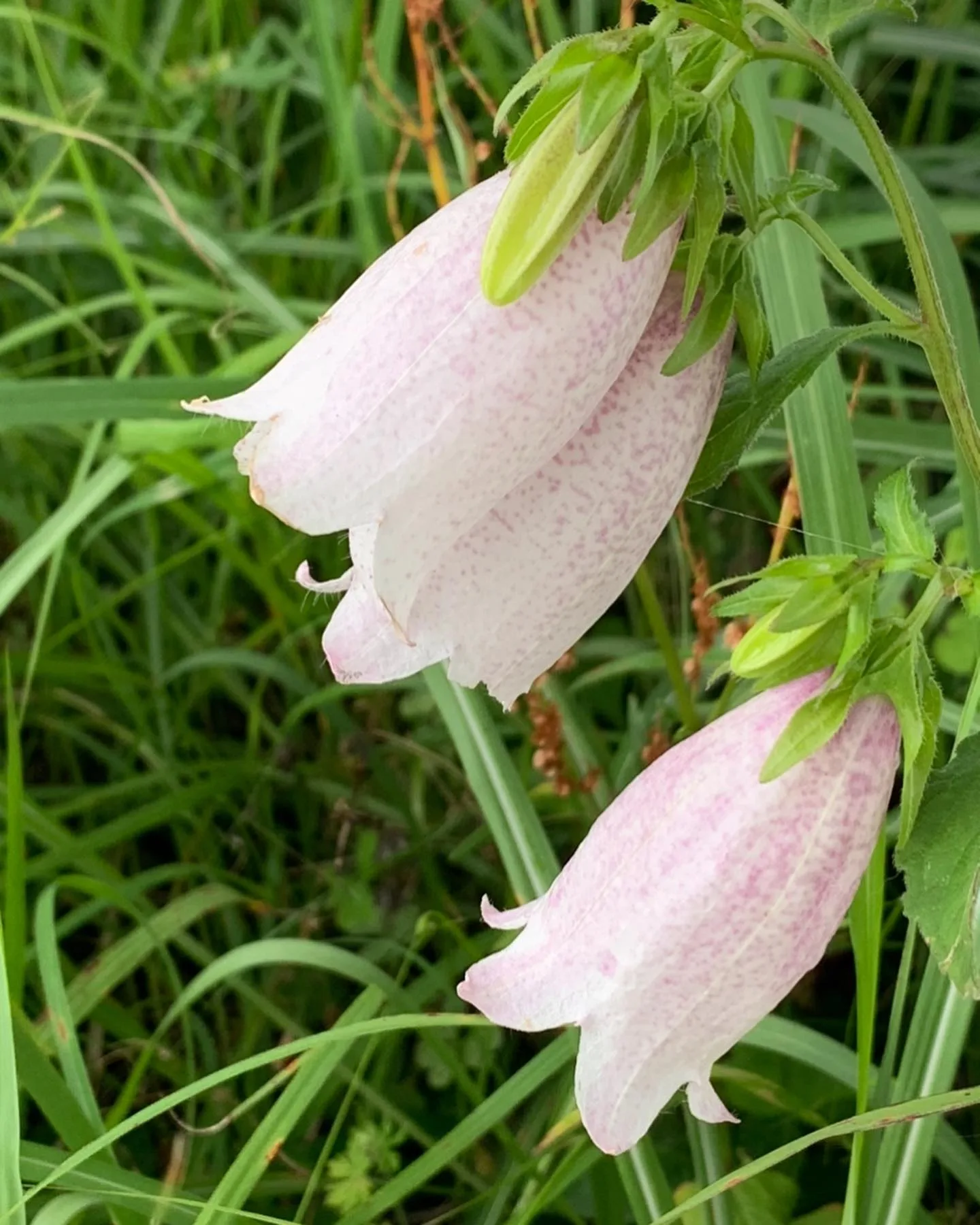 Plant FAQs: Campanula Punctata