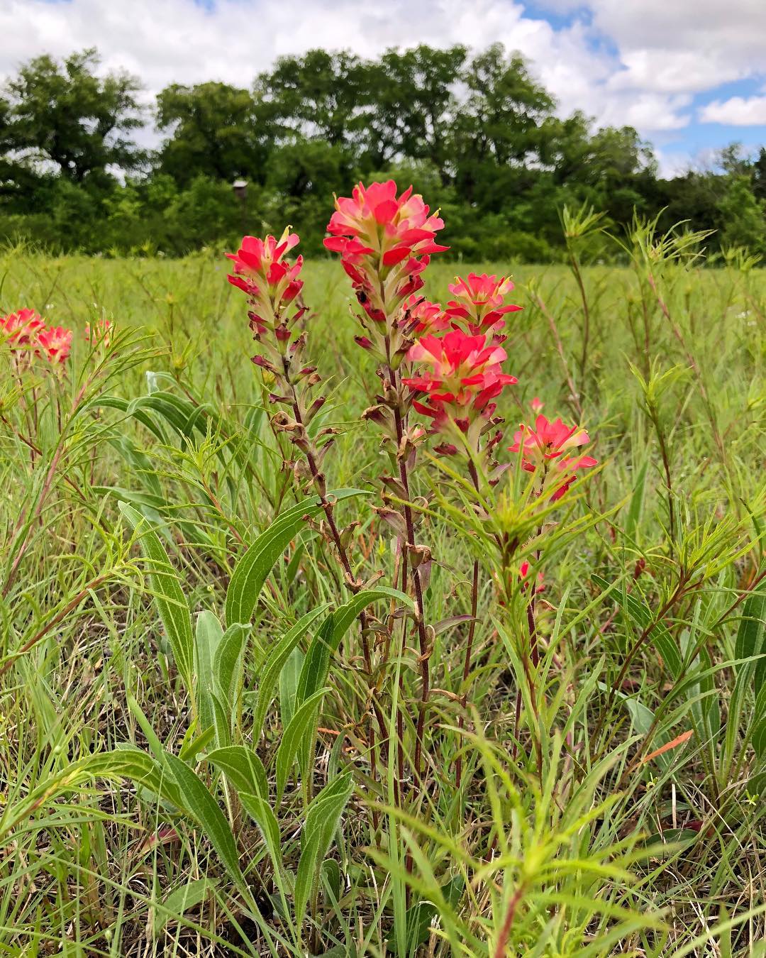 Plant FAQs: Castilleja Indivisa