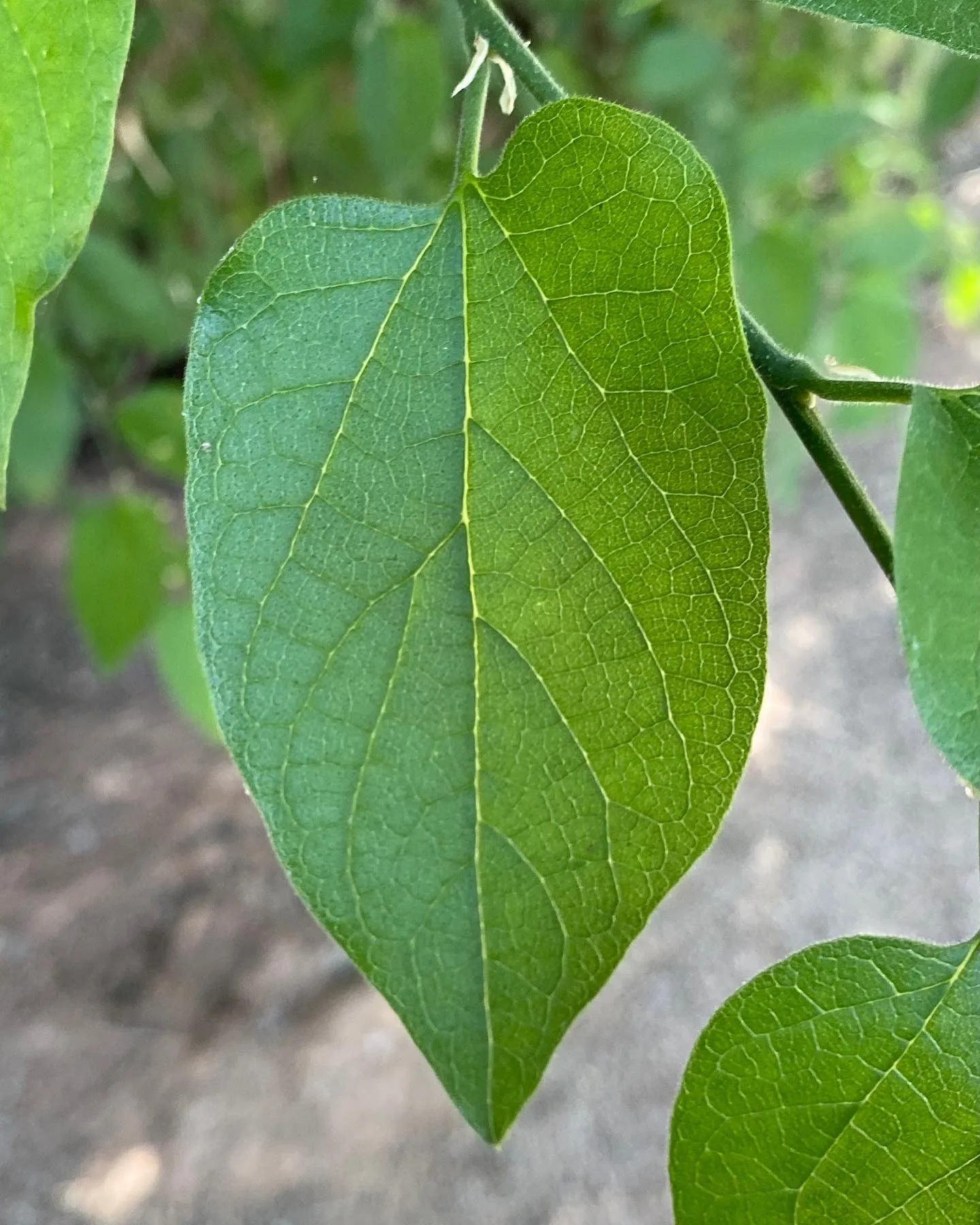 Plant FAQs: Celtis Reticulata - Netleaf Hackberry