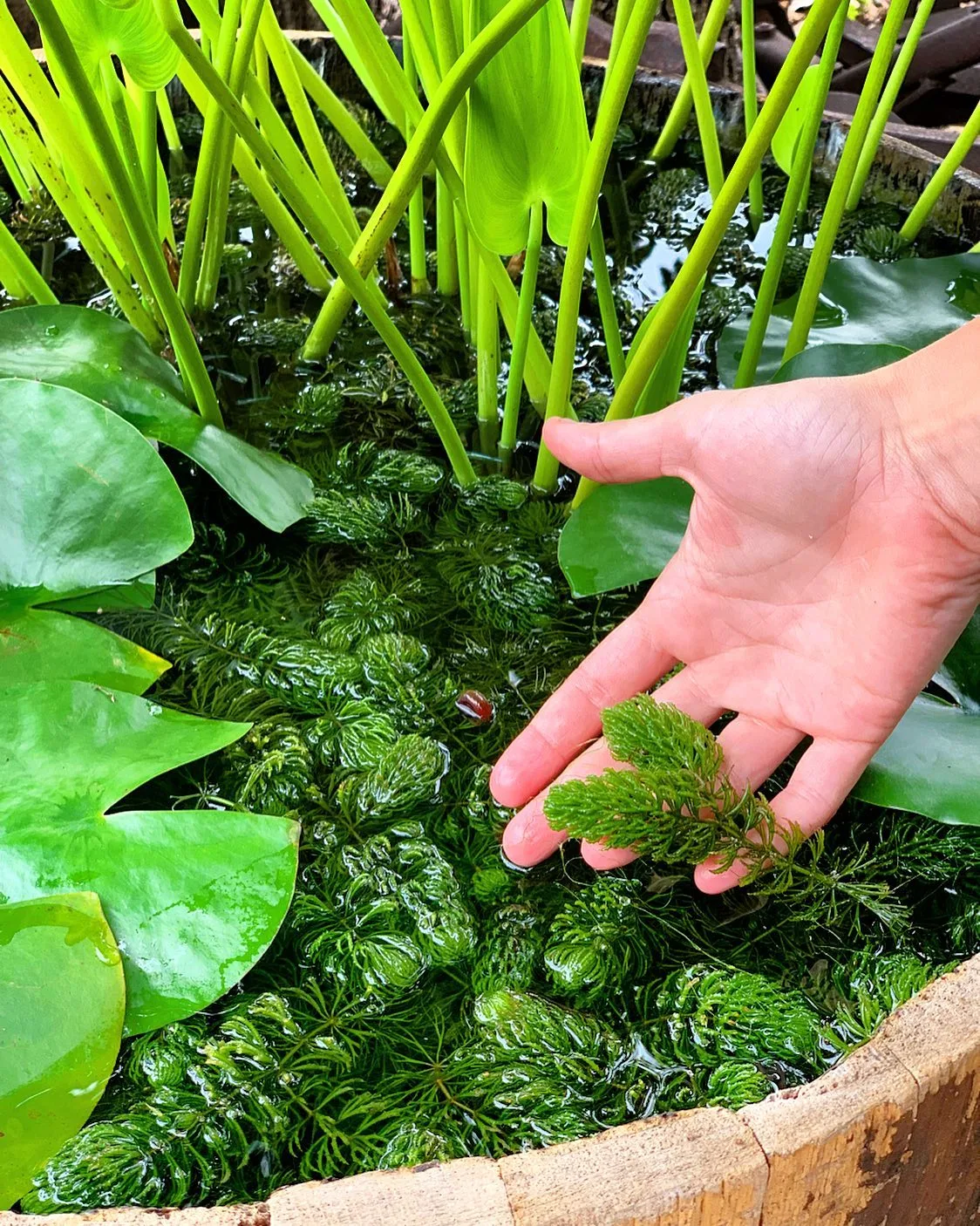 Plant FAQs: Ceratophyllum Demersum - Hornwort
