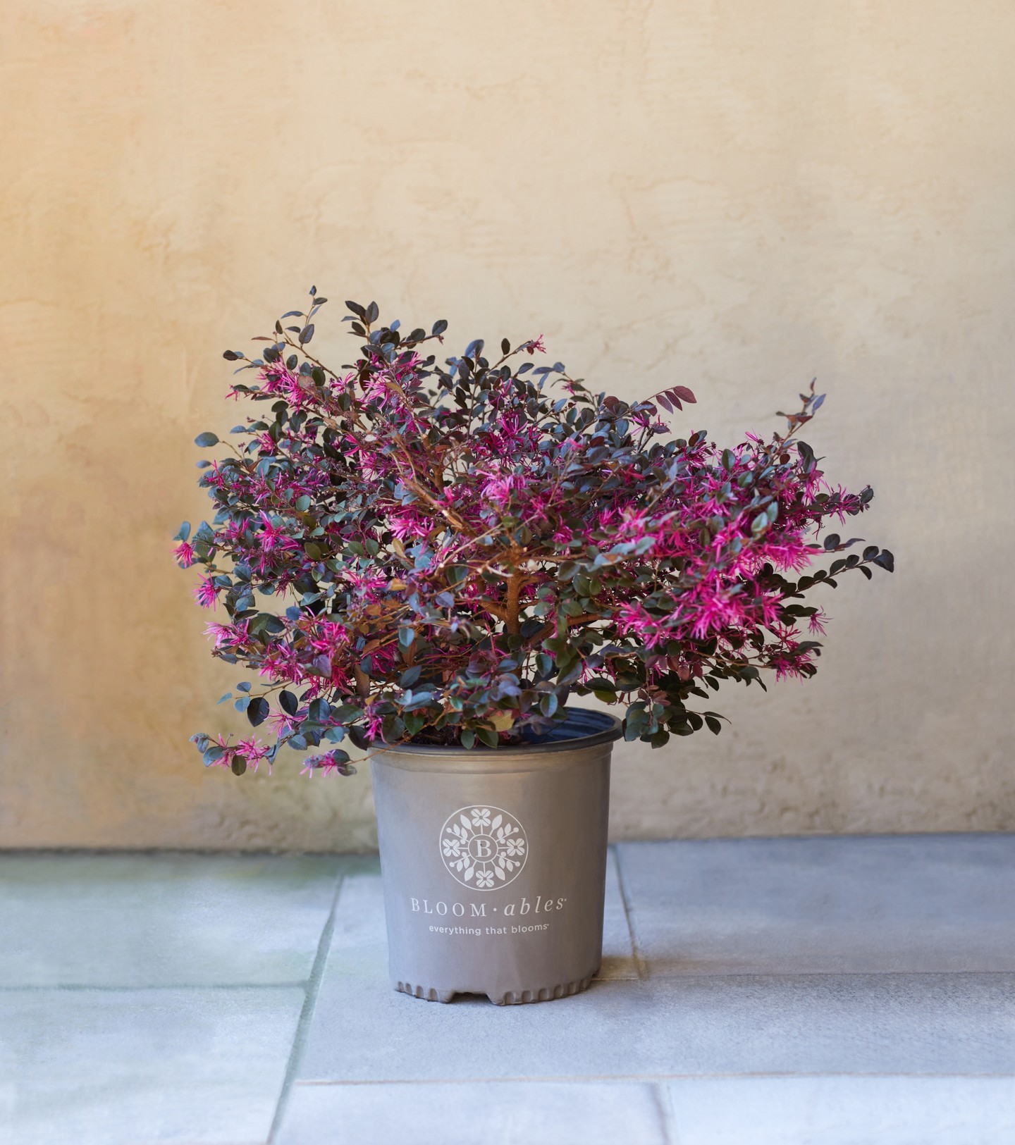 Plant FAQs: Loropetalum Chinense Kurobijin - Cerise Charm Loropetalum
