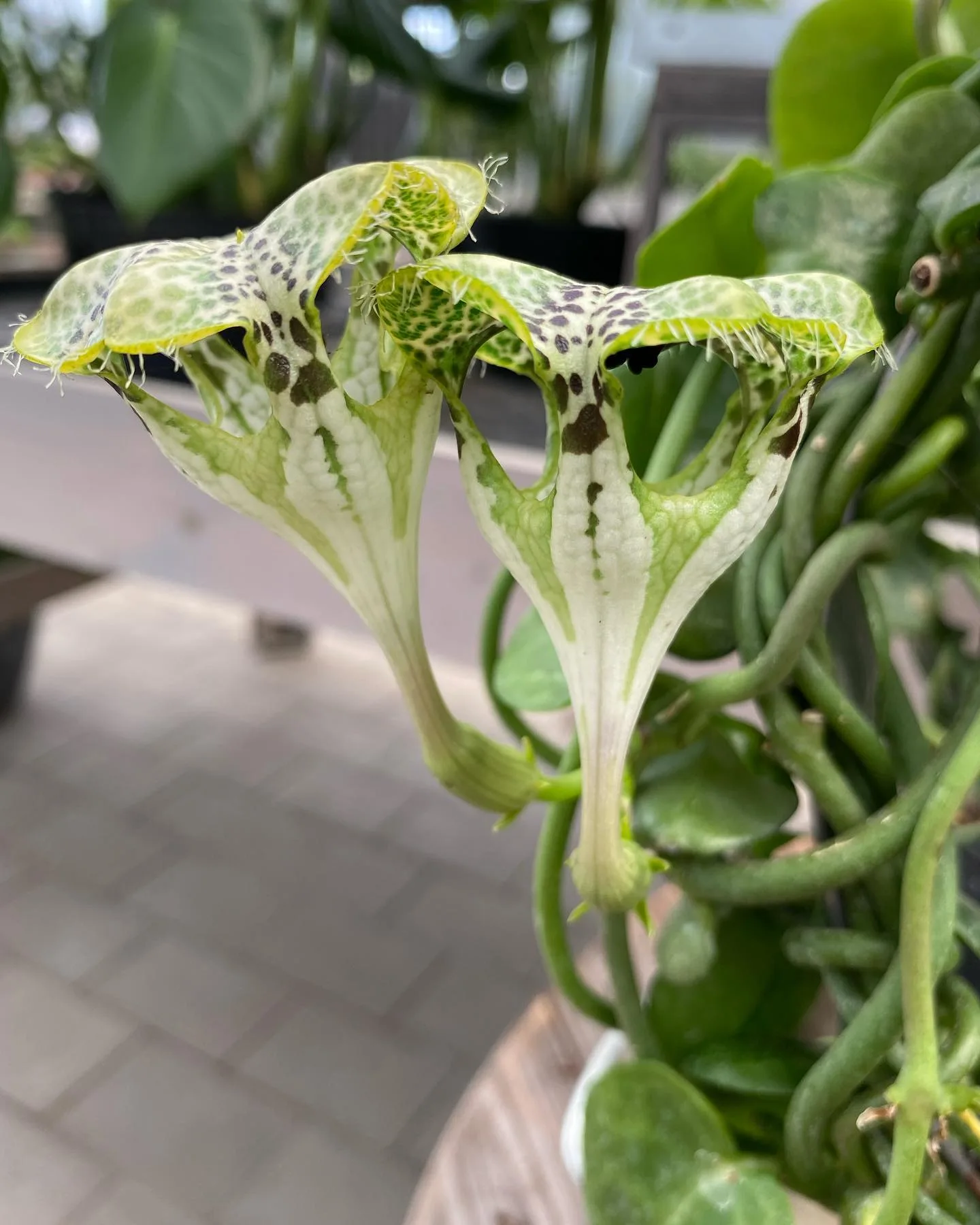 Plant FAQs: Ceropegia Sandersonii