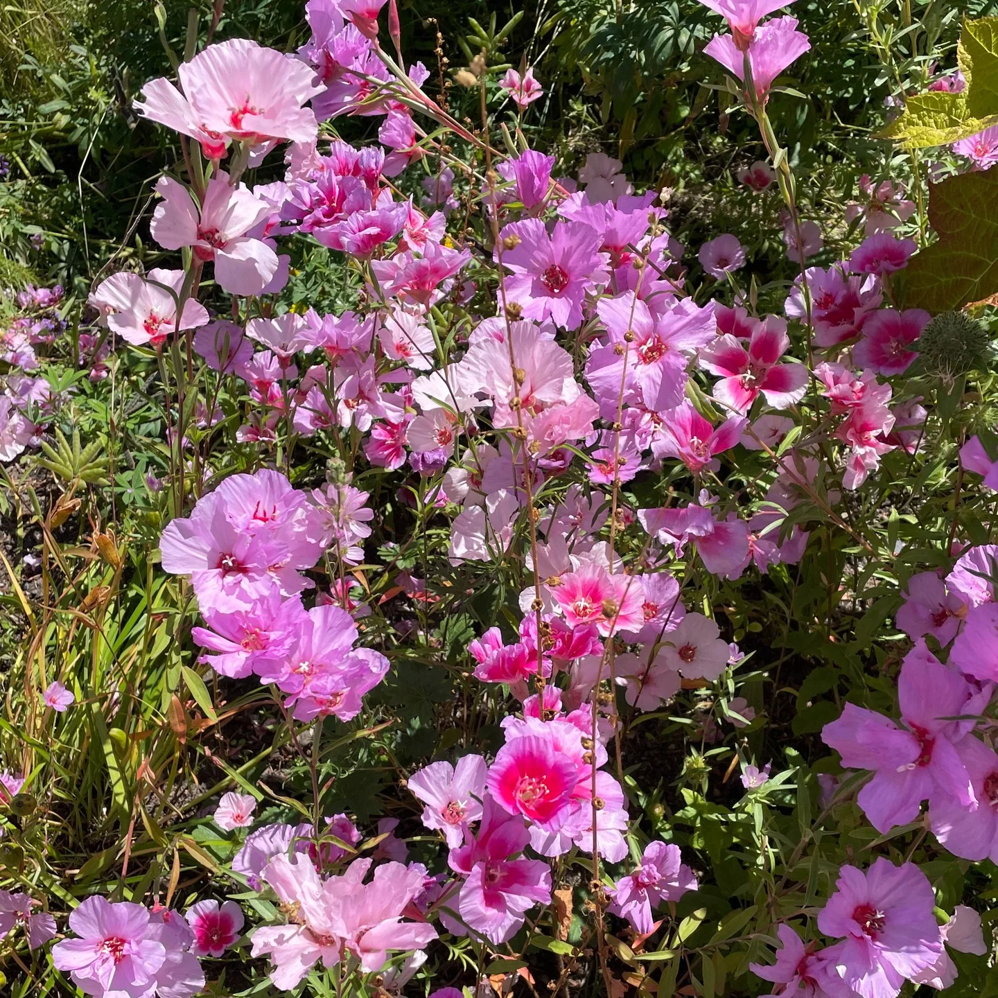 Plant FAQs: Clarkia Amoena