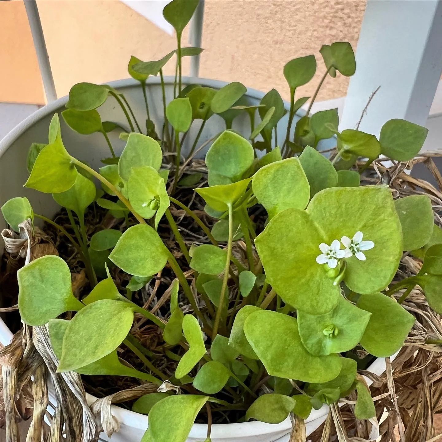 Plant FAQs: Claytonia Perfoliata