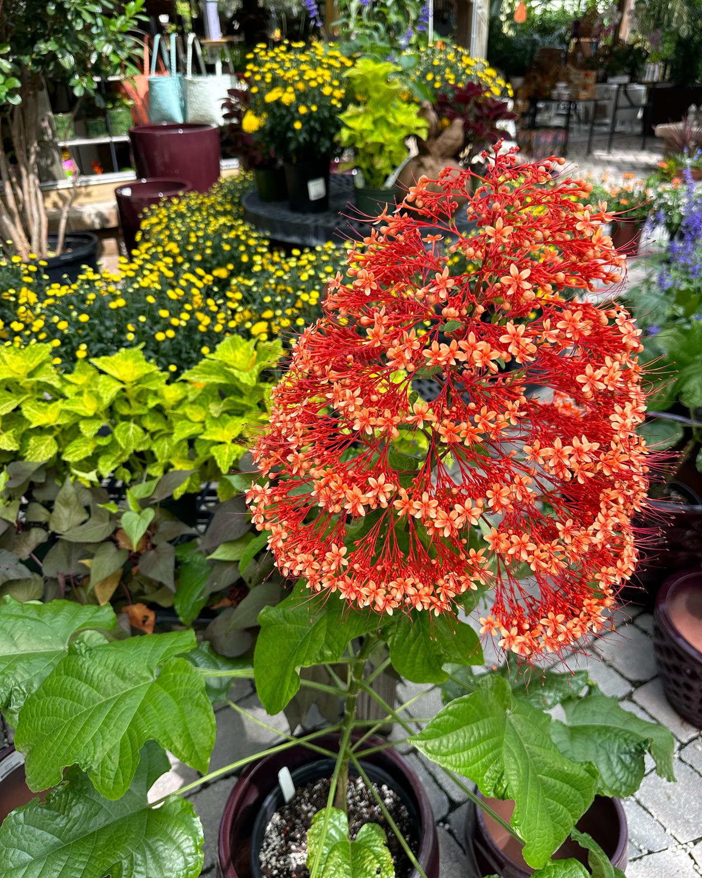 Plant FAQs: Clerodendrum Paniculatum