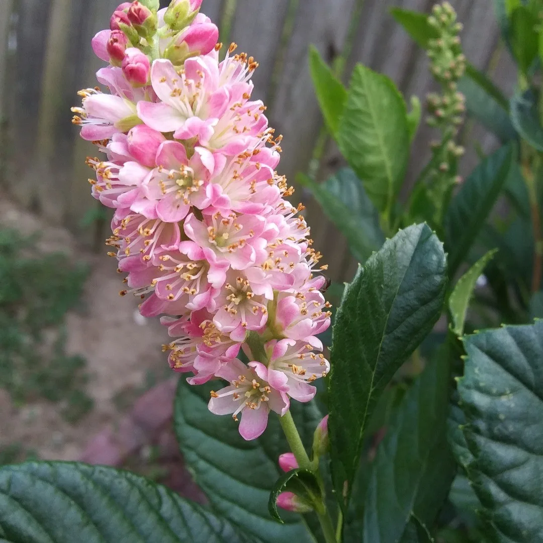 Plant FAQs: Clethra Ruby Spice
