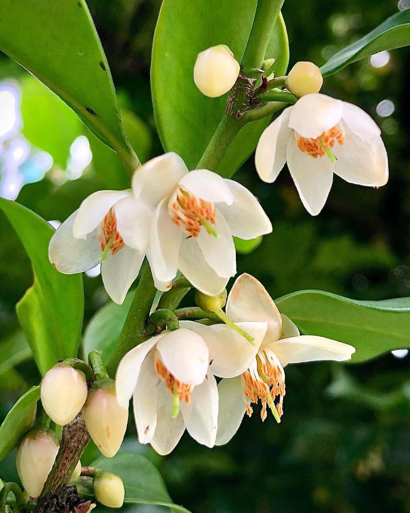 Plant FAQs: Cleyera Japonica