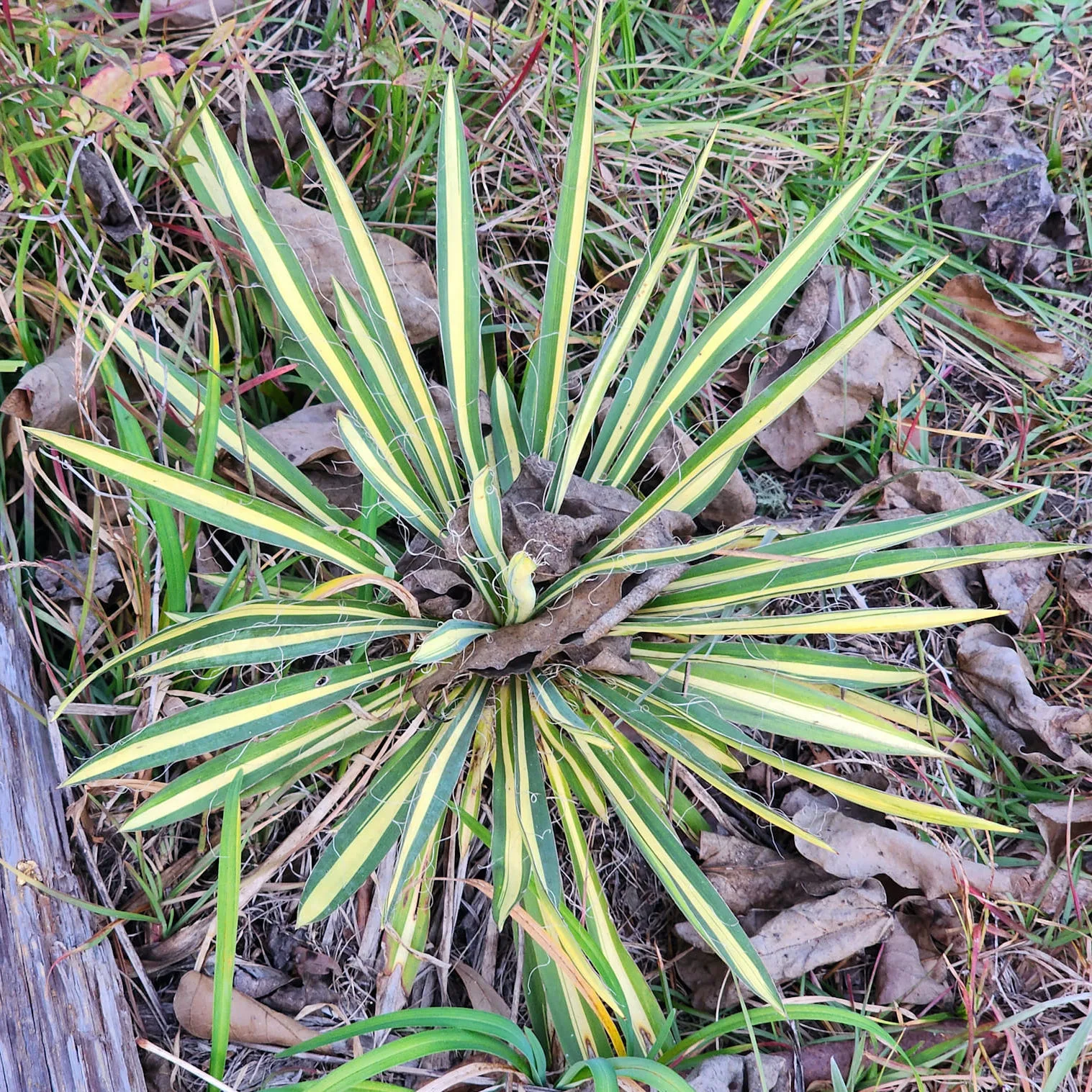 Plant FAQs: Color Guard Yucca - Yucca Filamentosa Color Guard