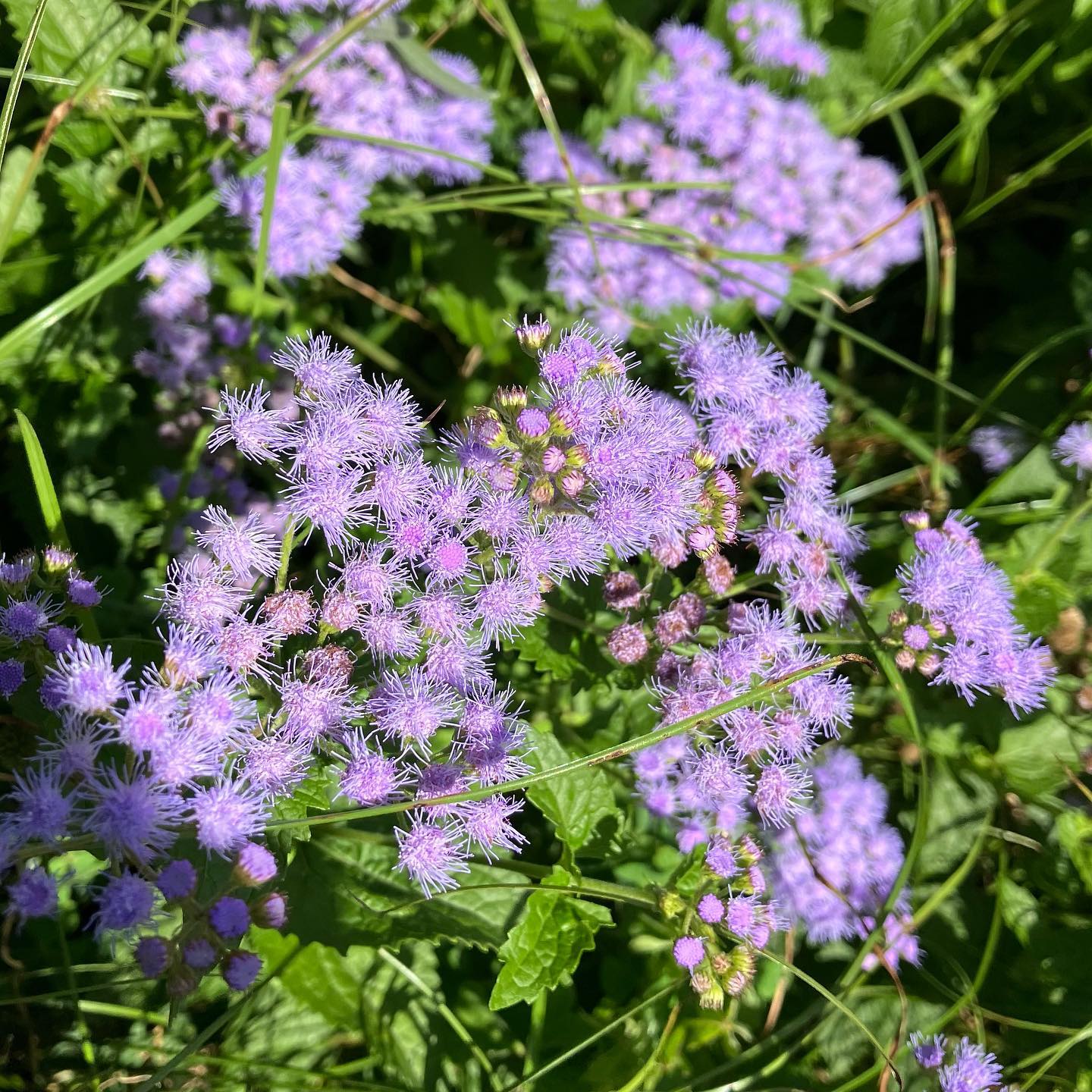 Plant FAQs: Conoclinium Coelestinum Blue Mist Flower