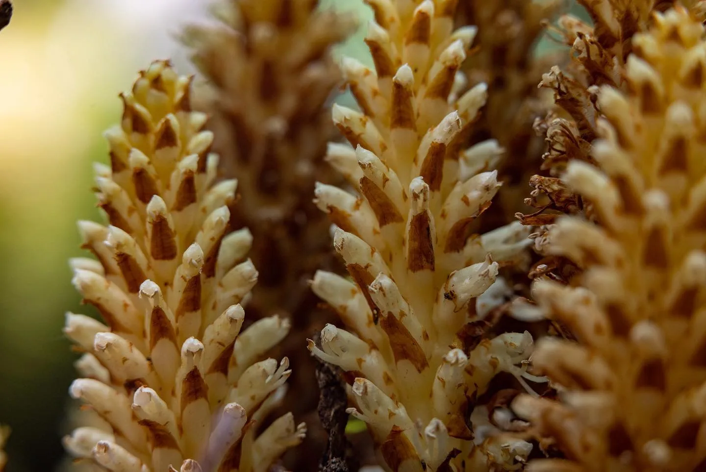 Plant FAQs: Conopholis Americana