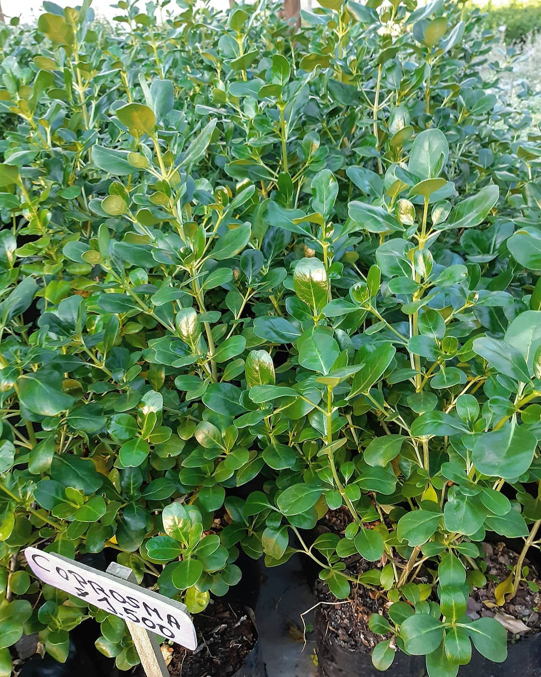 Plant FAQs: Coprosma Repens