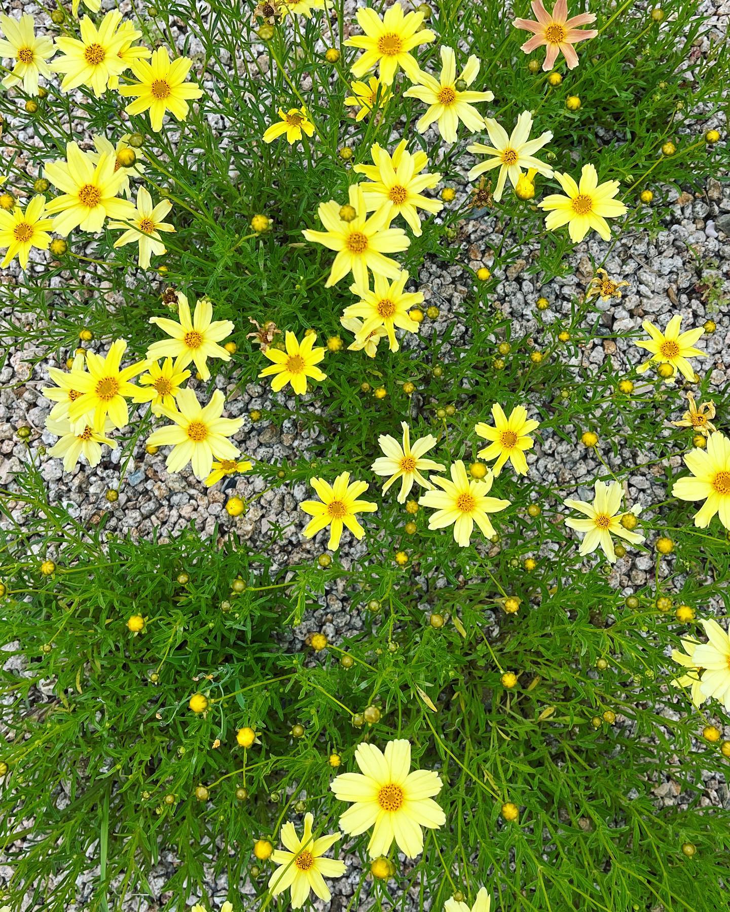 Plant FAQs: Coreopsis Verticillata - Gyrophyllum Verticillatum