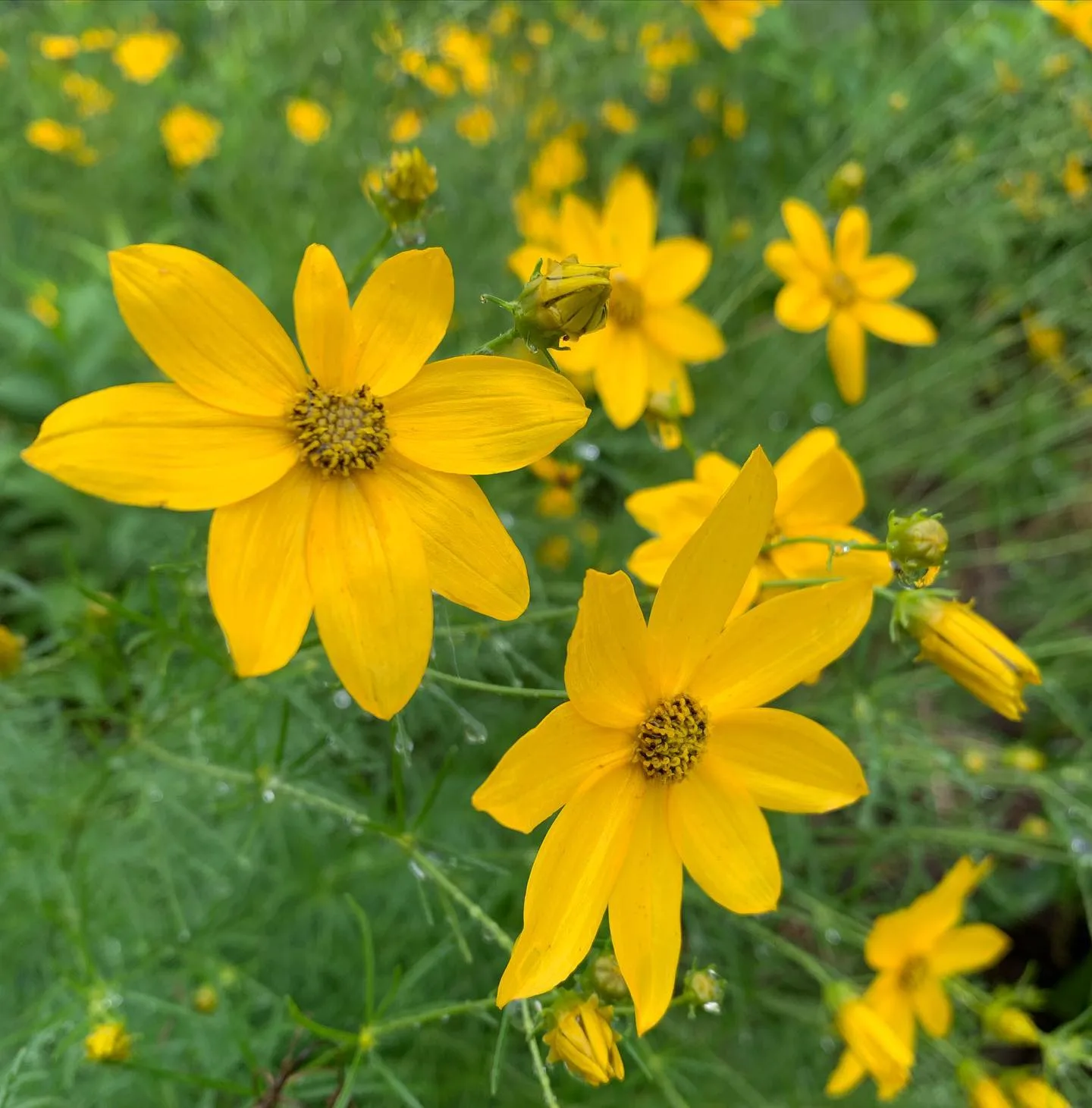 Plant FAQs: Coreopsis Zagreb