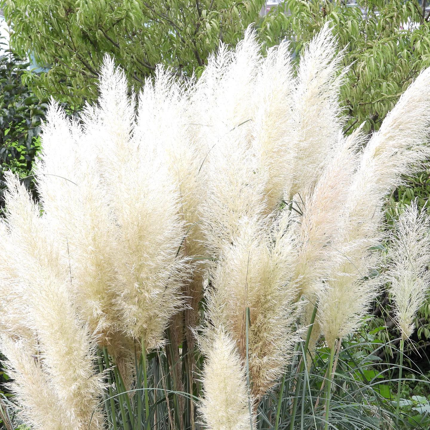 Plant FAQs: Cortaderia Selloana - Pampas Grass