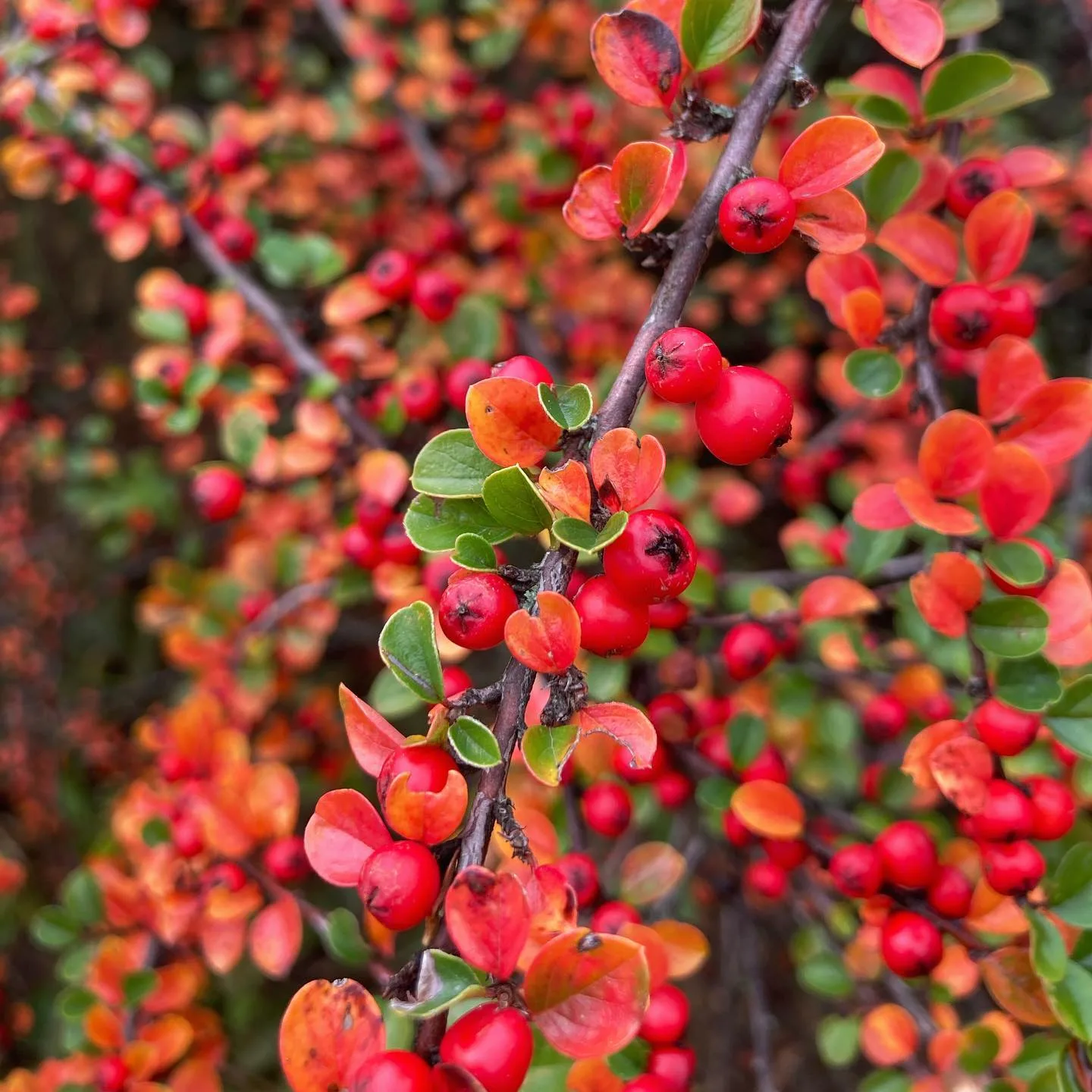 Plant FAQs: Cotoneaster Dammeri