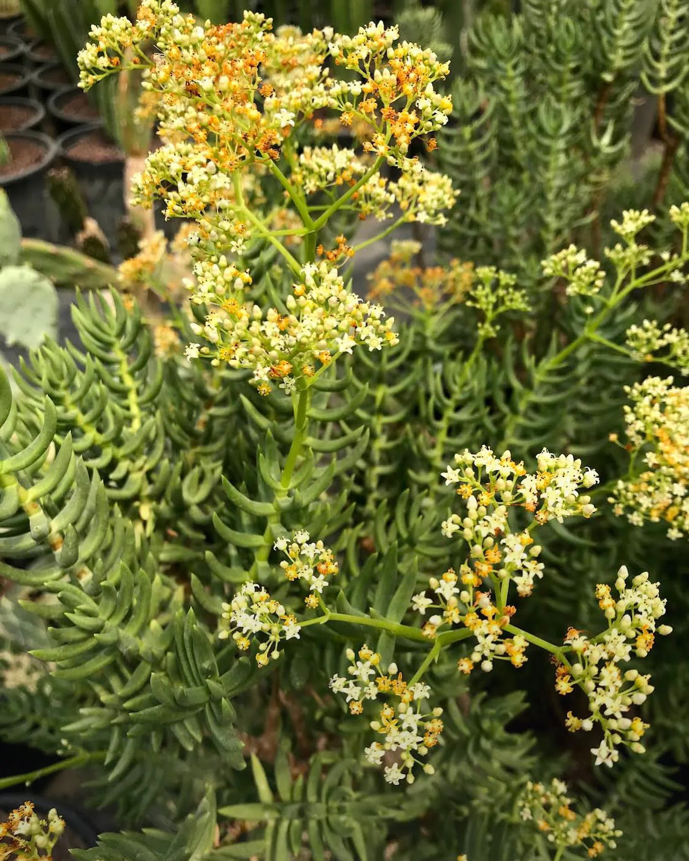 Plant FAQs: Crassula Tetragona - Pine Tree Succulent