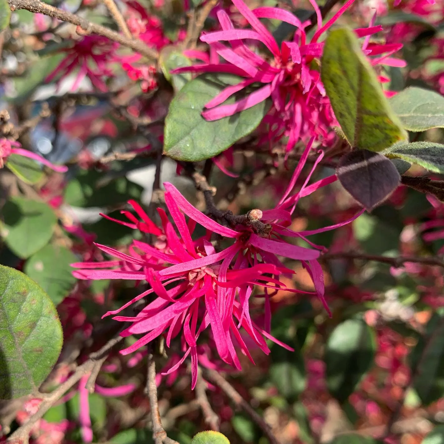 Plant FAQs: Crimson Fire Loropetalum