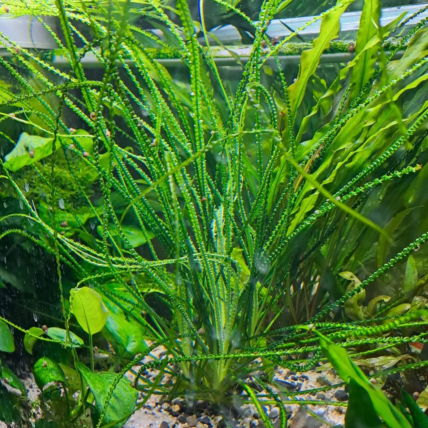 Plant FAQs: Crinum Calamistratum