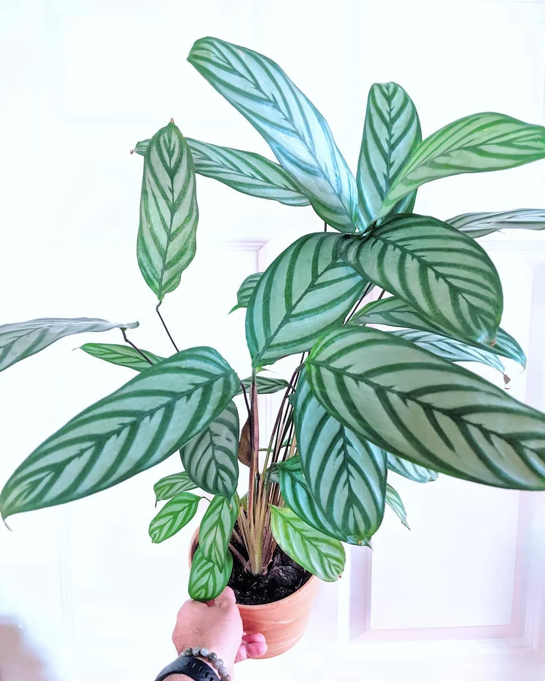 Plant FAQs: Ctenanthe Setosa