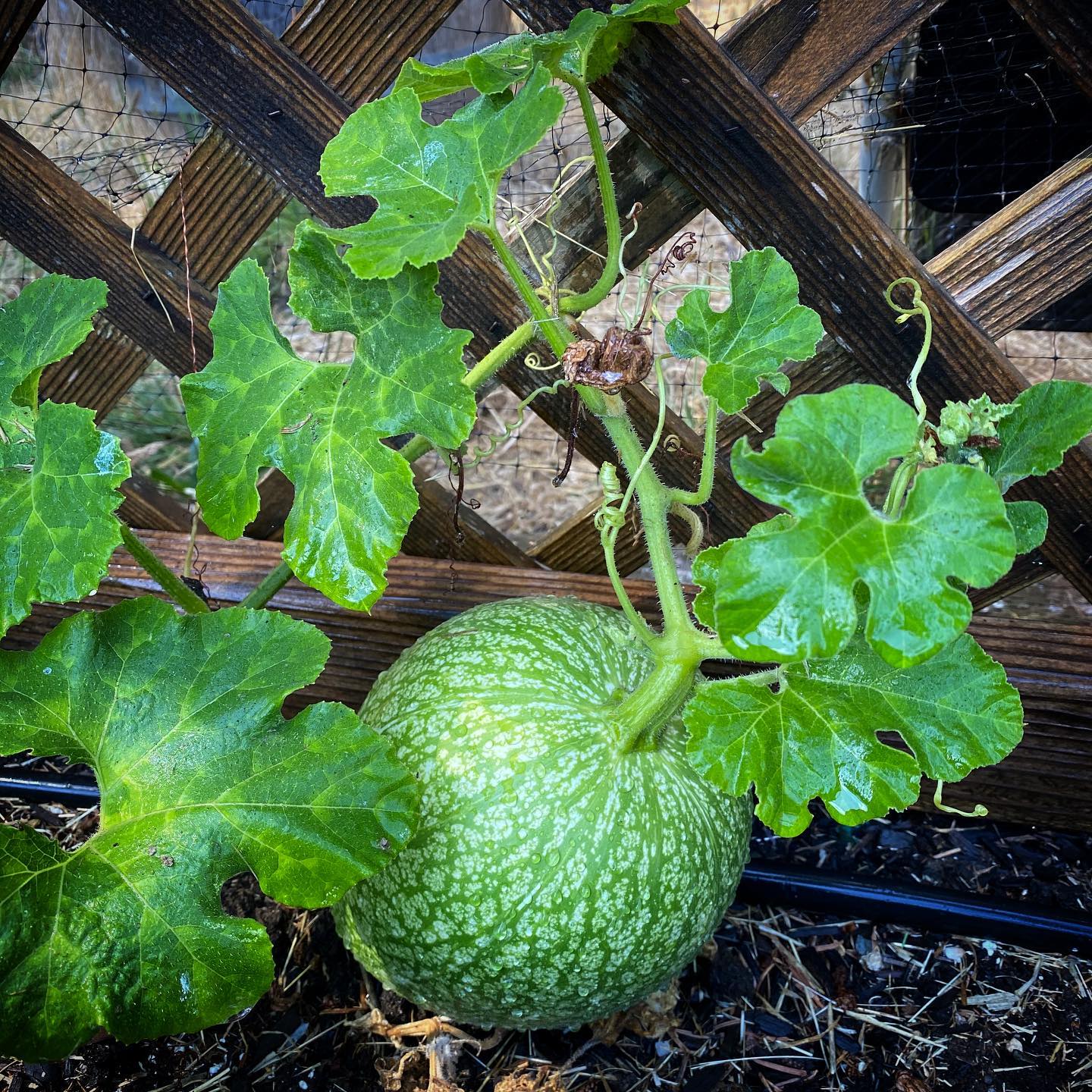 Plant FAQs: Cucurbita Ficifolia
