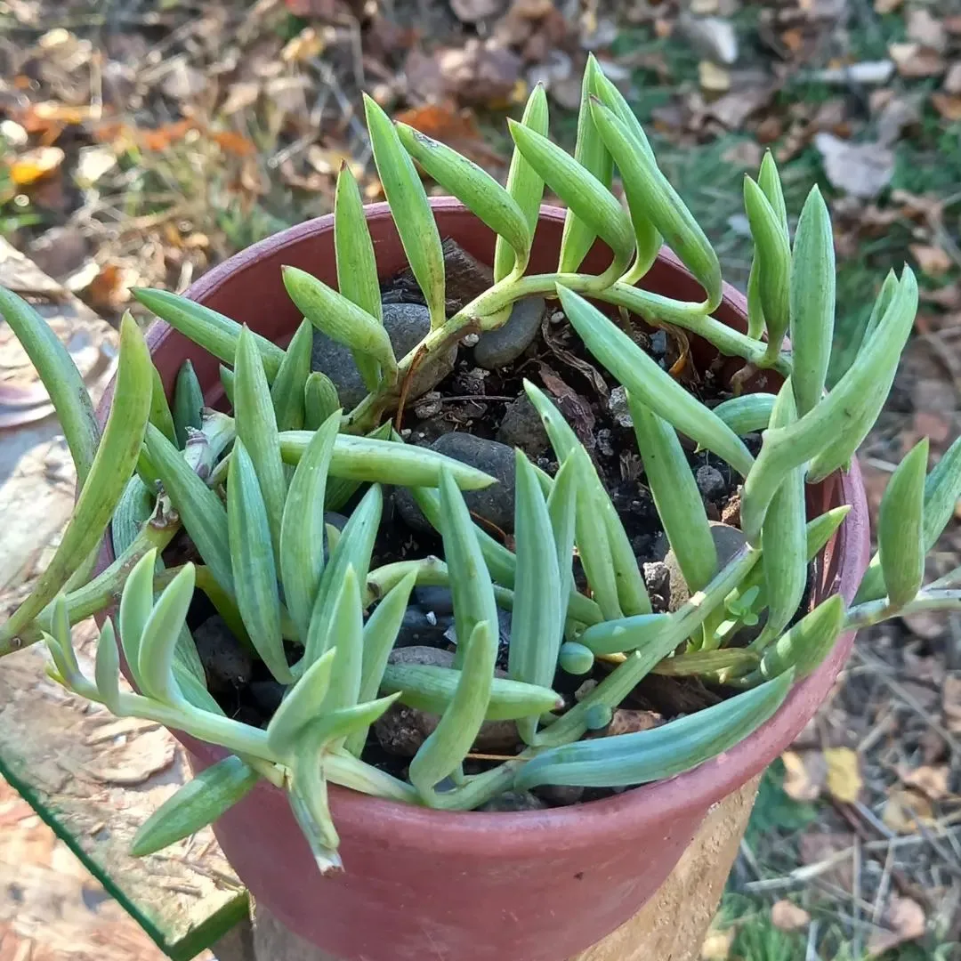 Plant FAQs: Curio Radicans - Senecio Radicans - String of Bananas