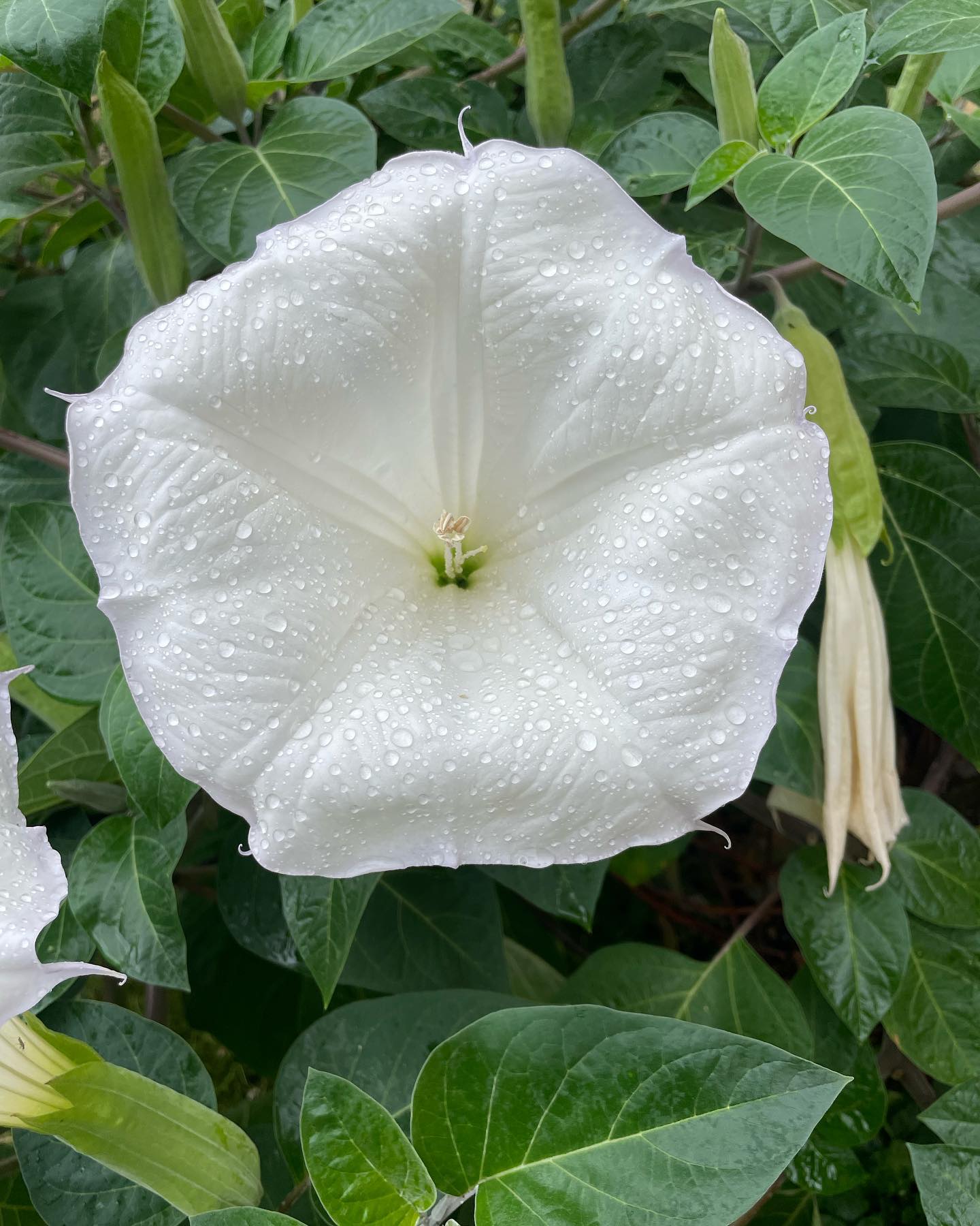 Plant FAQs: Datura Innoxia - Moonflower