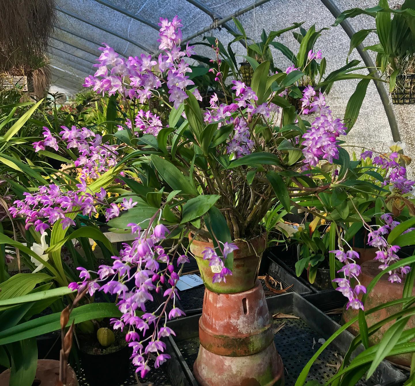Plant FAQs: Dendrobium Kingianum