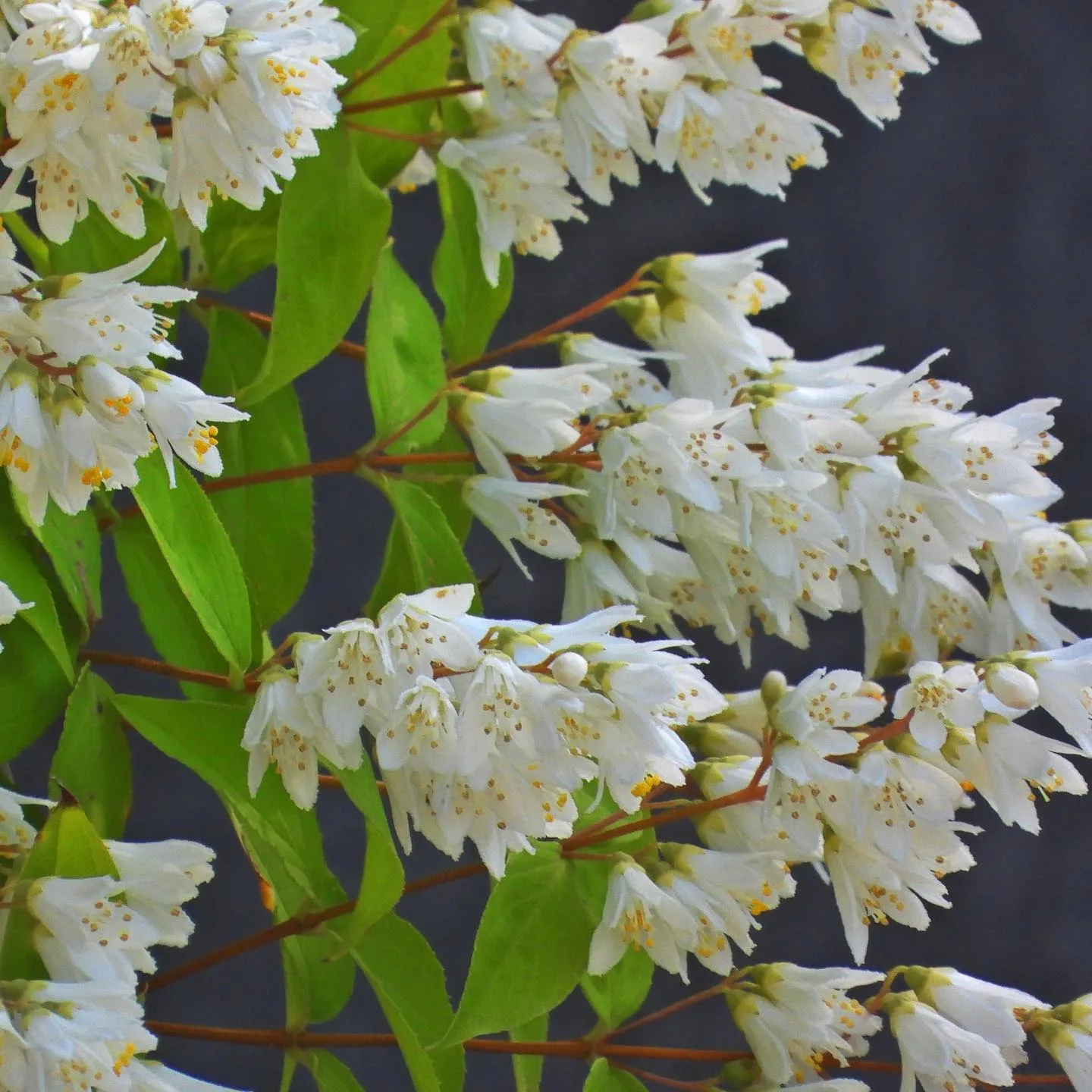 Plant FAQs: Deutzia Gracilis