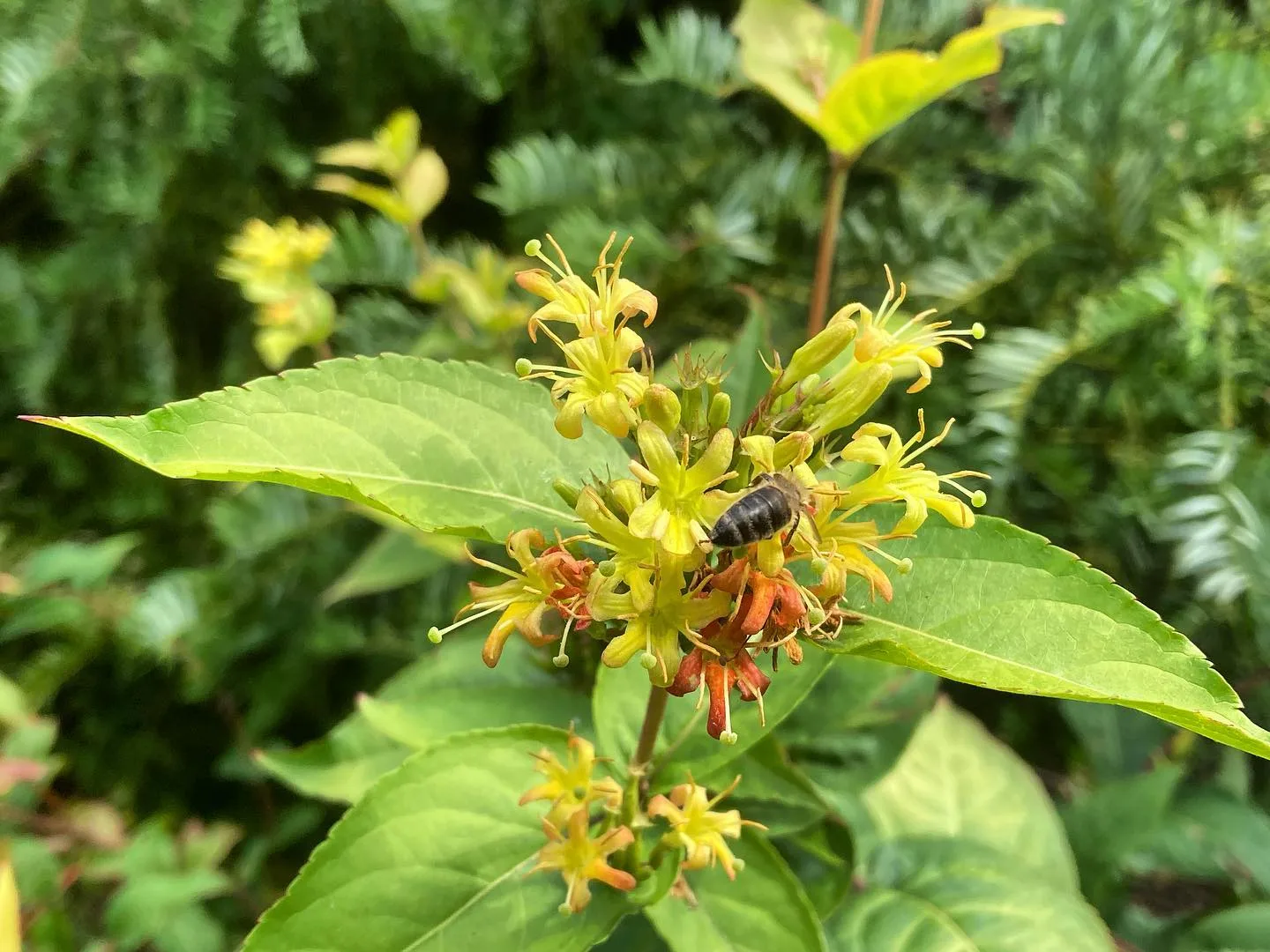 Plant FAQs: Diervilla