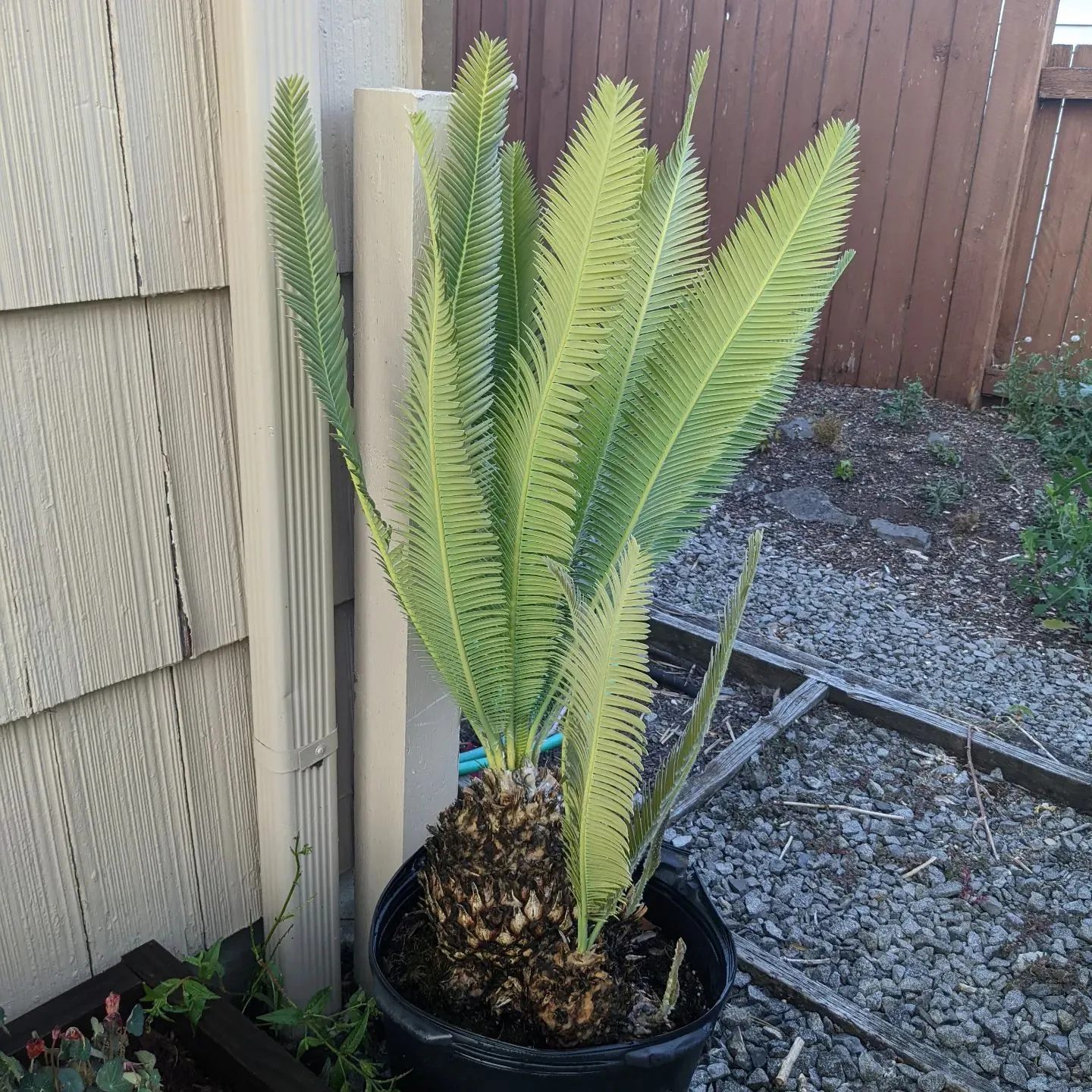 Plant FAQs: Dioon Edule