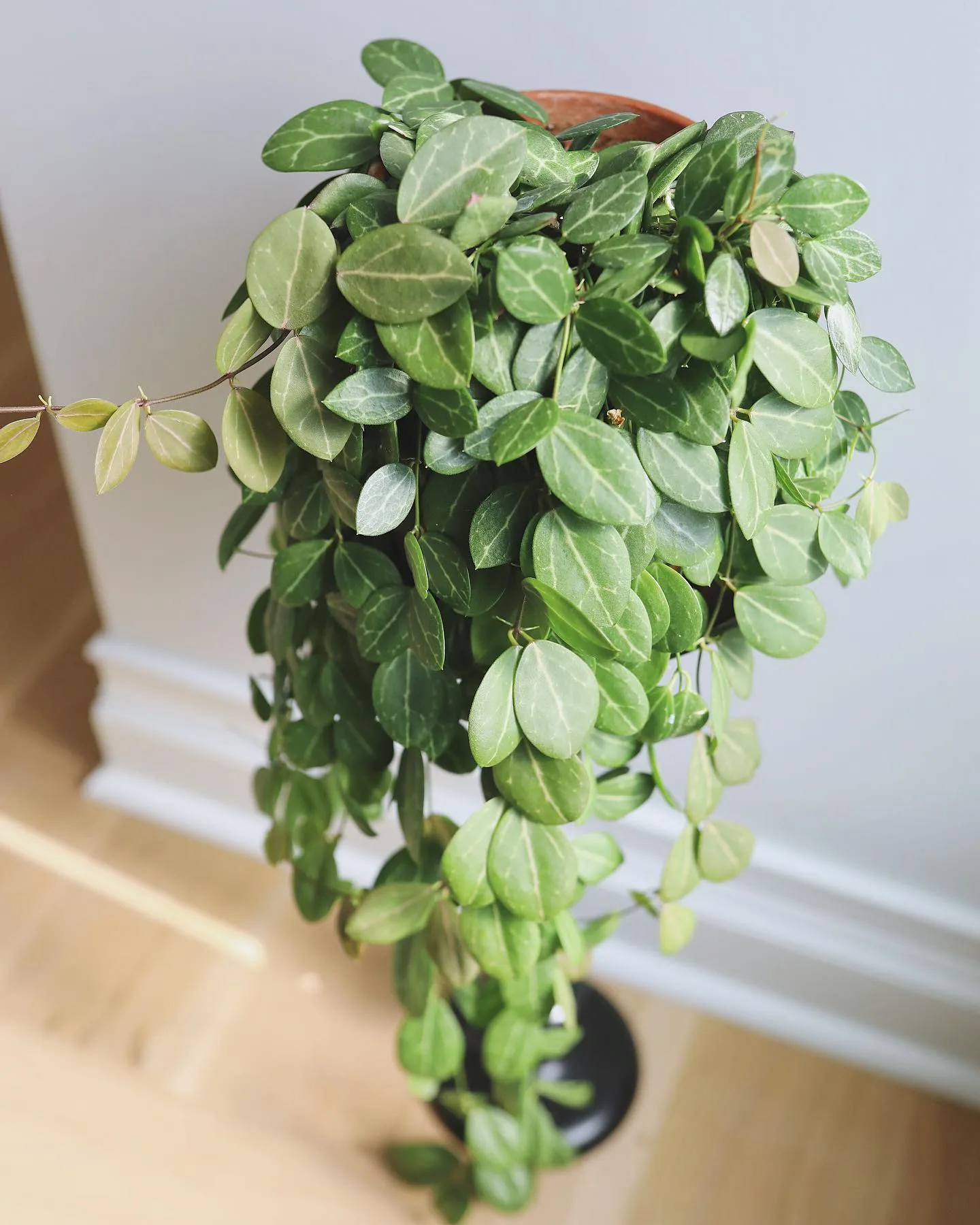 Plant FAQs: Dischidia Ovata