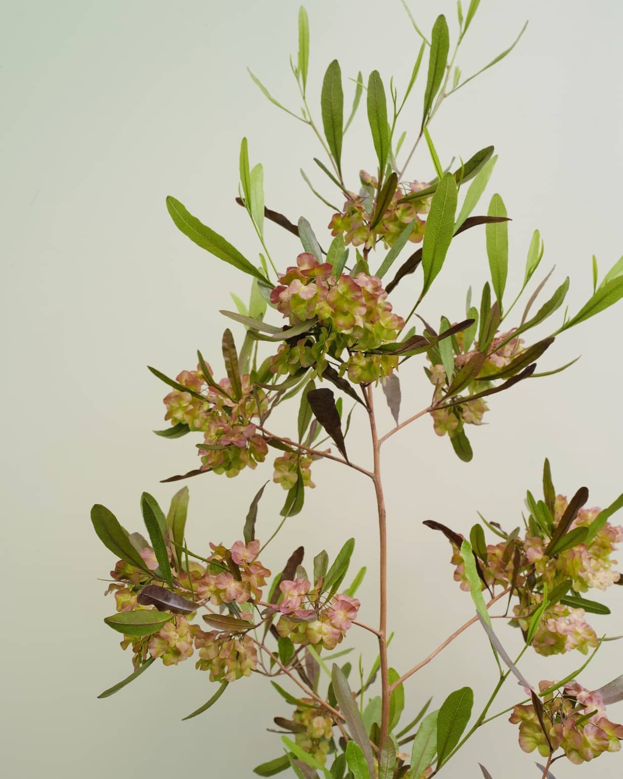 Plant FAQs: Dodonaea Viscosa