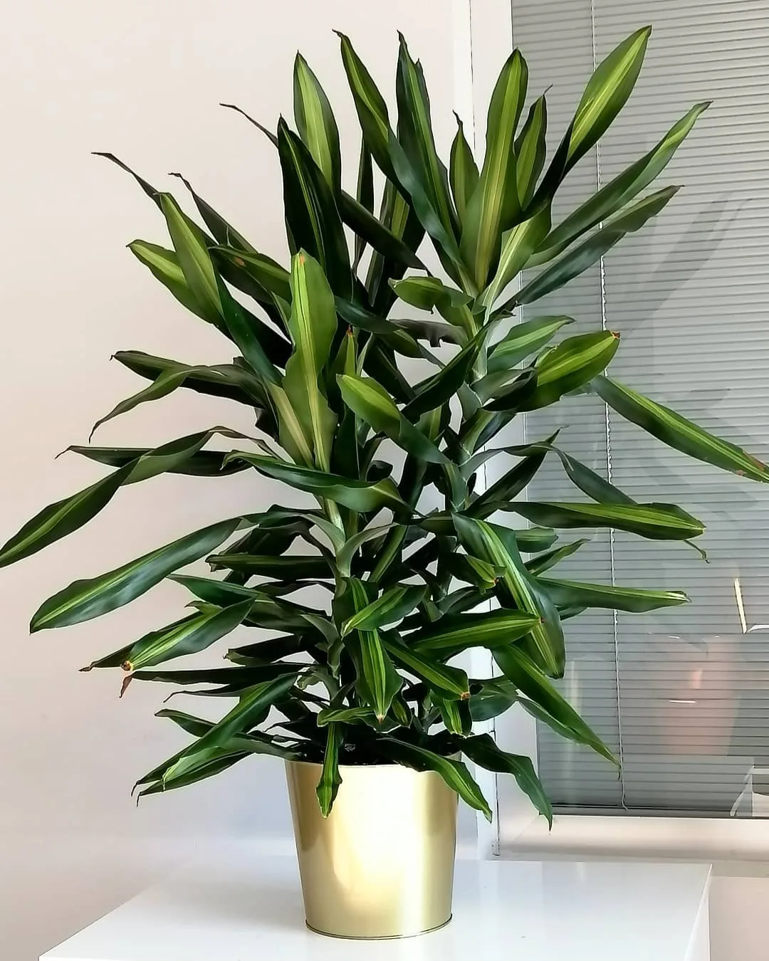Plant FAQs: Dracaena Cintho