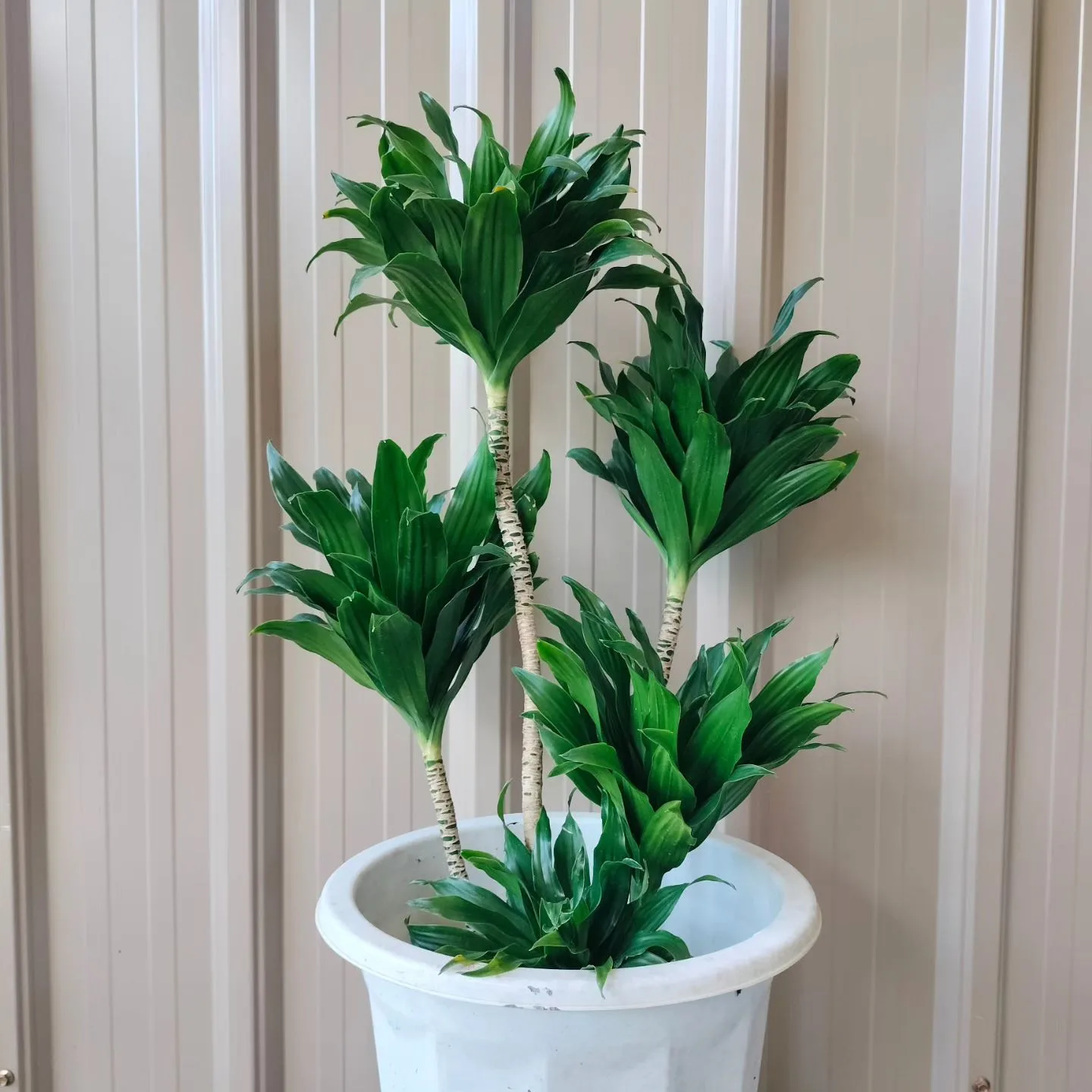 Plant FAQs: Dracaena Compacta