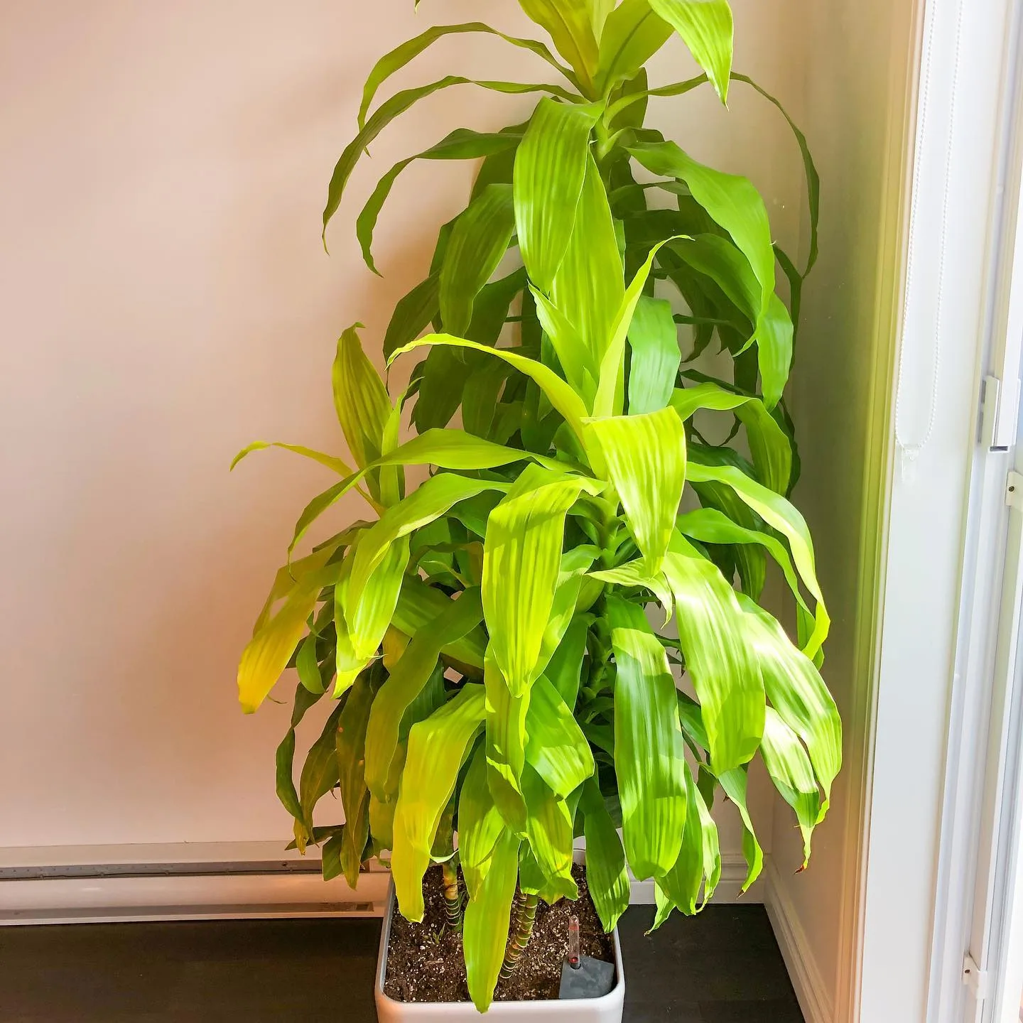 Plant FAQs: Dracaena Limelight