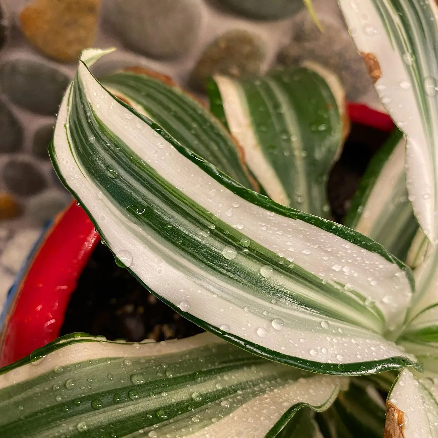 Plant FAQs: Dracaena Warneckii