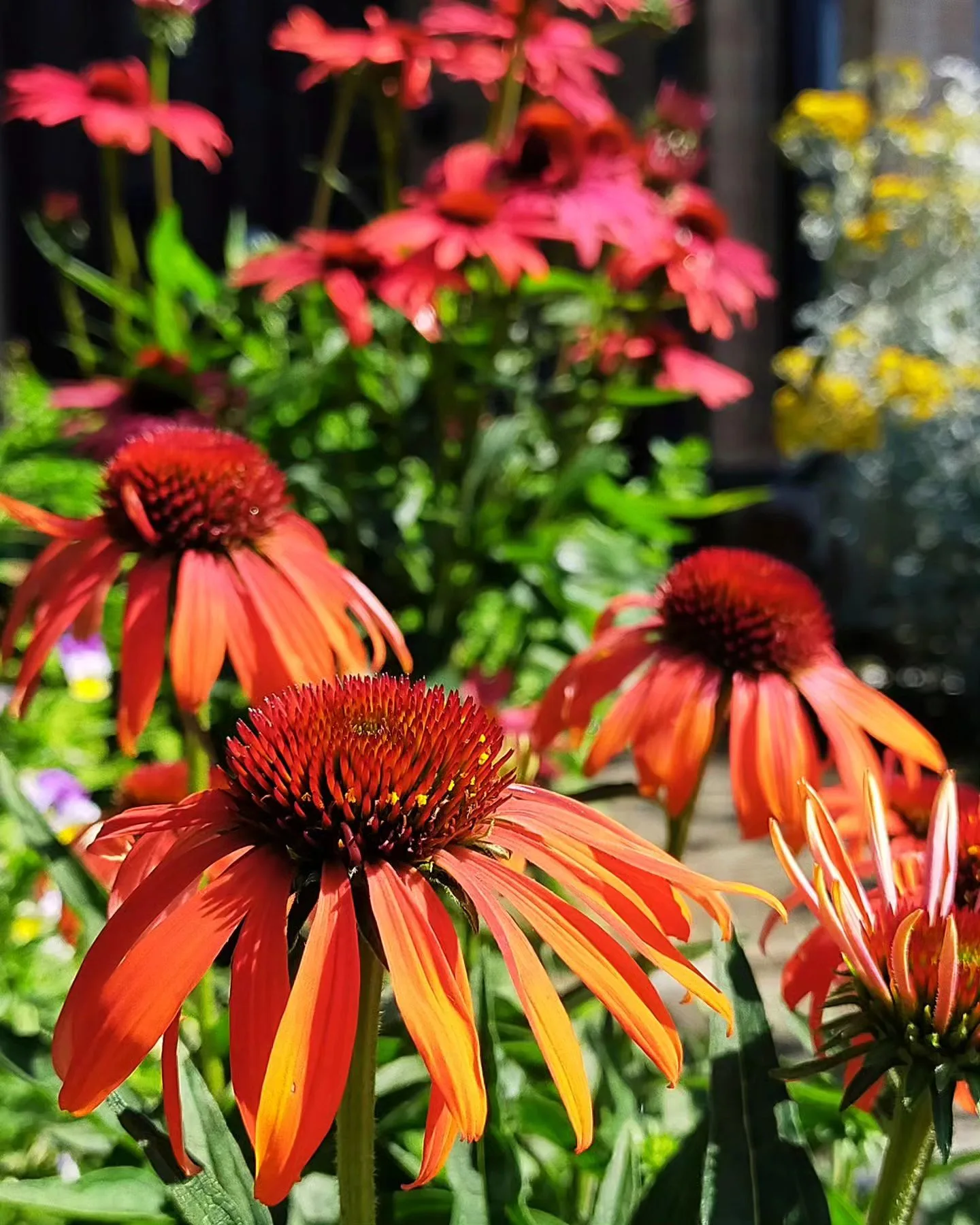 Plant FAQs: Echinacea Cheyenne Spirit