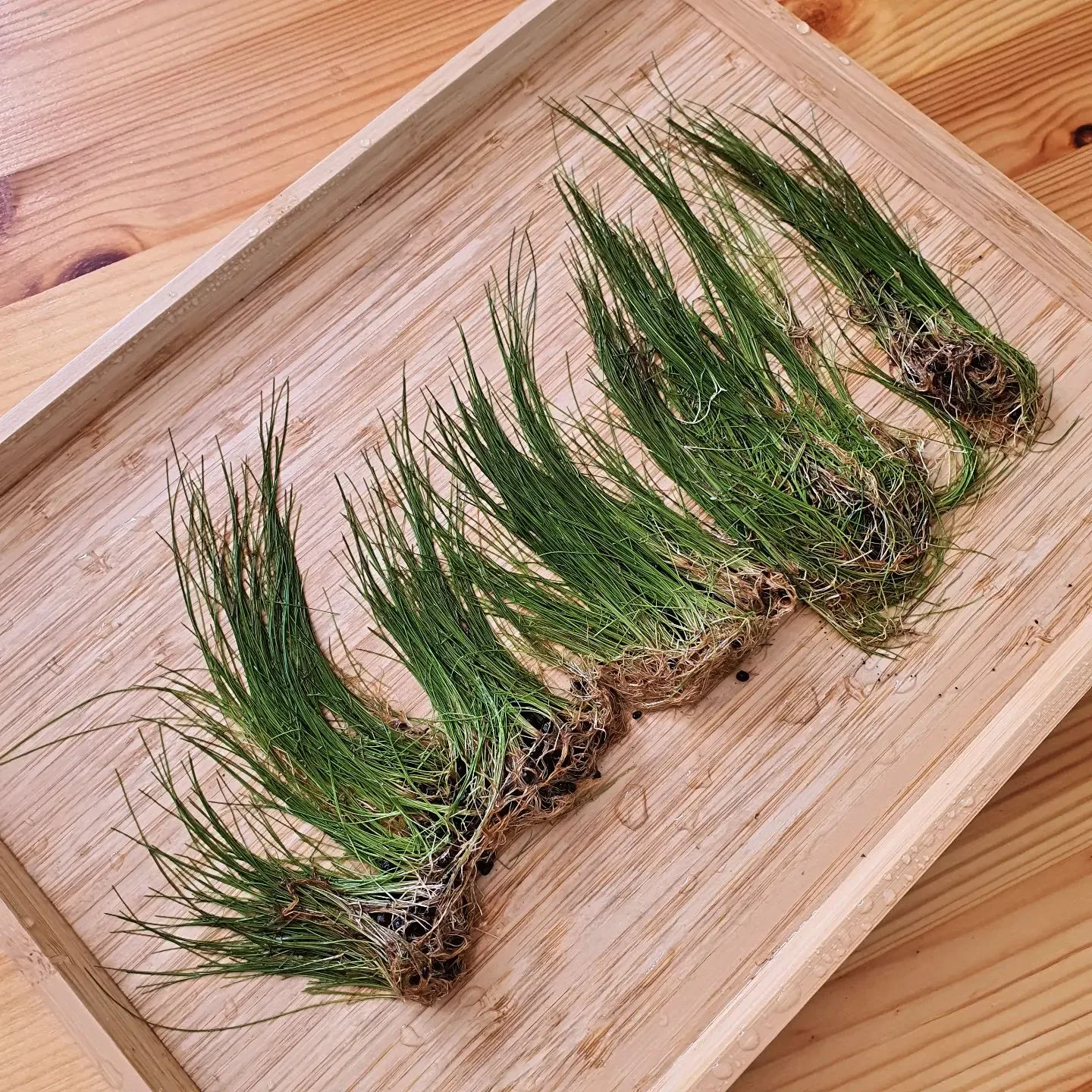 Plant FAQs: Eleocharis Parvula - Dwarf Hairgrass