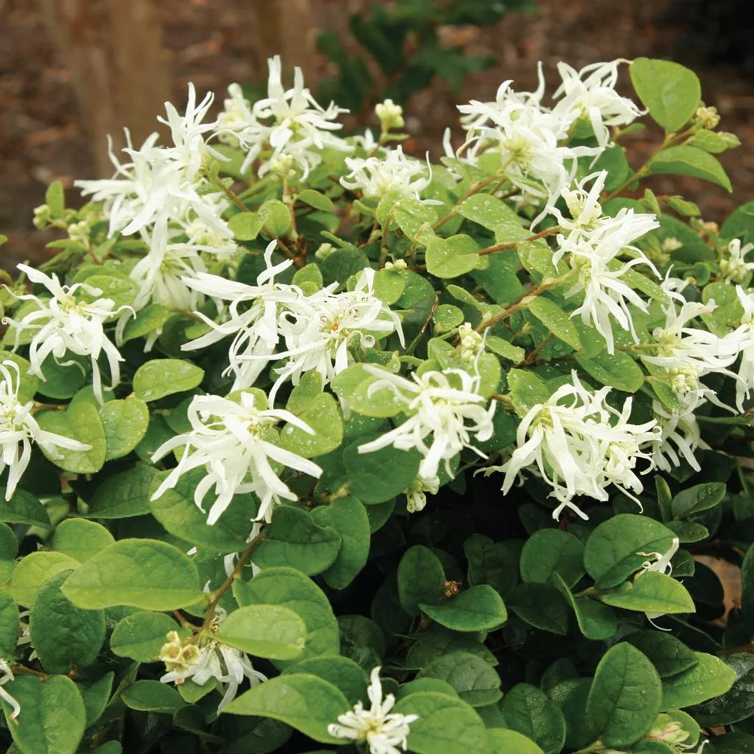 Plant FAQs: Emerald Snow Loropetalum