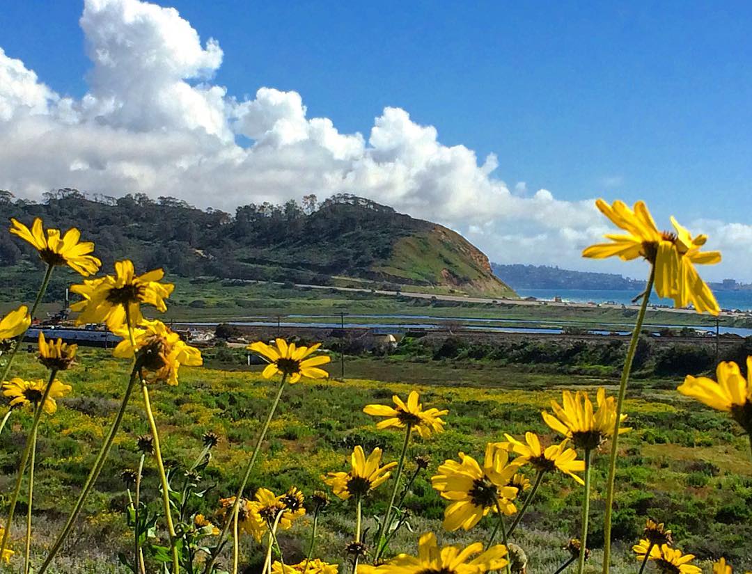 Plant FAQs: Encelia Californica
