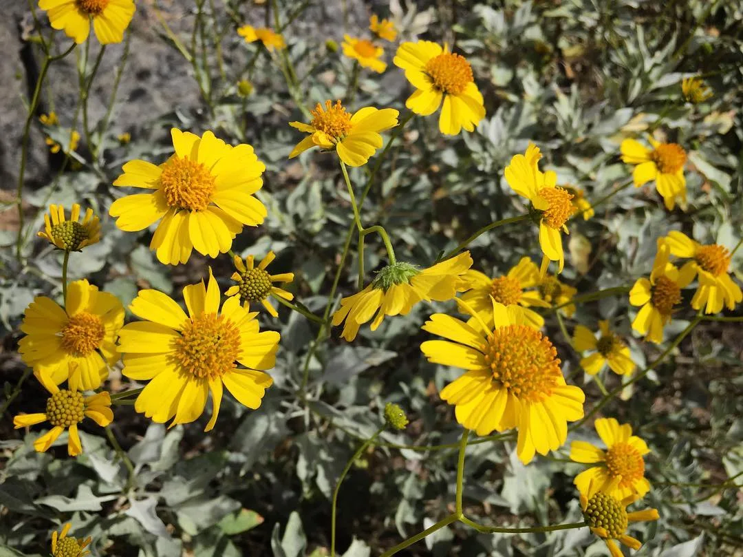 Plant FAQs: Encelia Farinosa