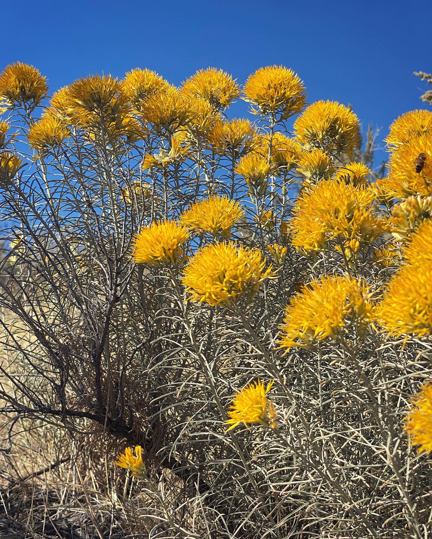 Plant FAQs: Ericameria Nauseosa - Rubber Rabbitbrush