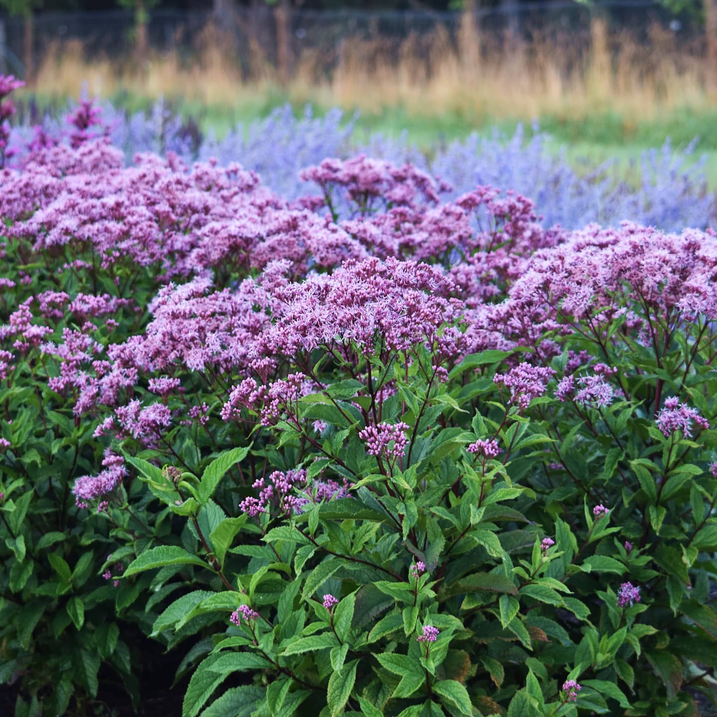 Plant FAQs: Eupatorium
