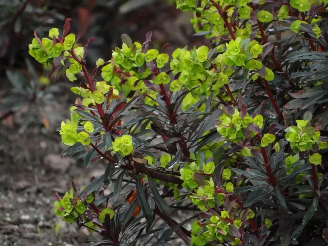 Plant FAQs: Euphorbia Amygdaloides - Wood Spurge