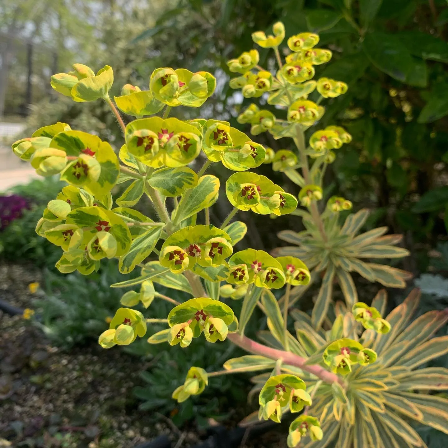 Plant FAQs: Euphorbia Ascot Rainbow