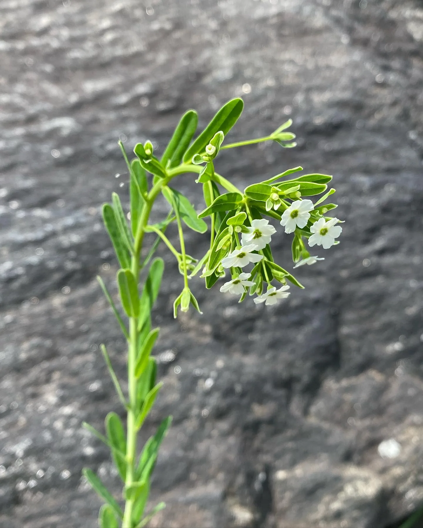 Plant FAQs: Euphorbia Corollata - Flowering Spurge