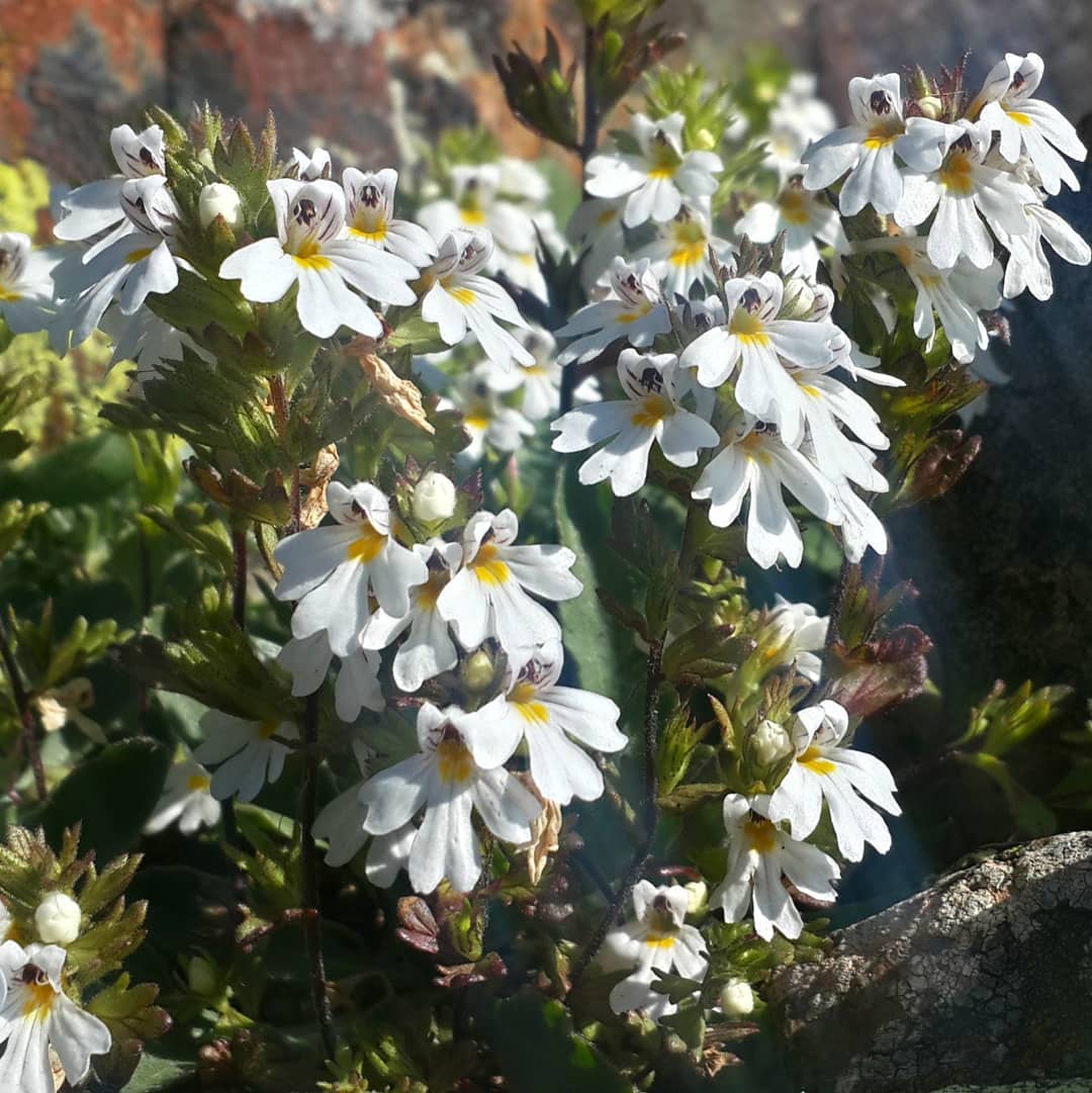 Plant FAQs: Euphrasia Officinalis